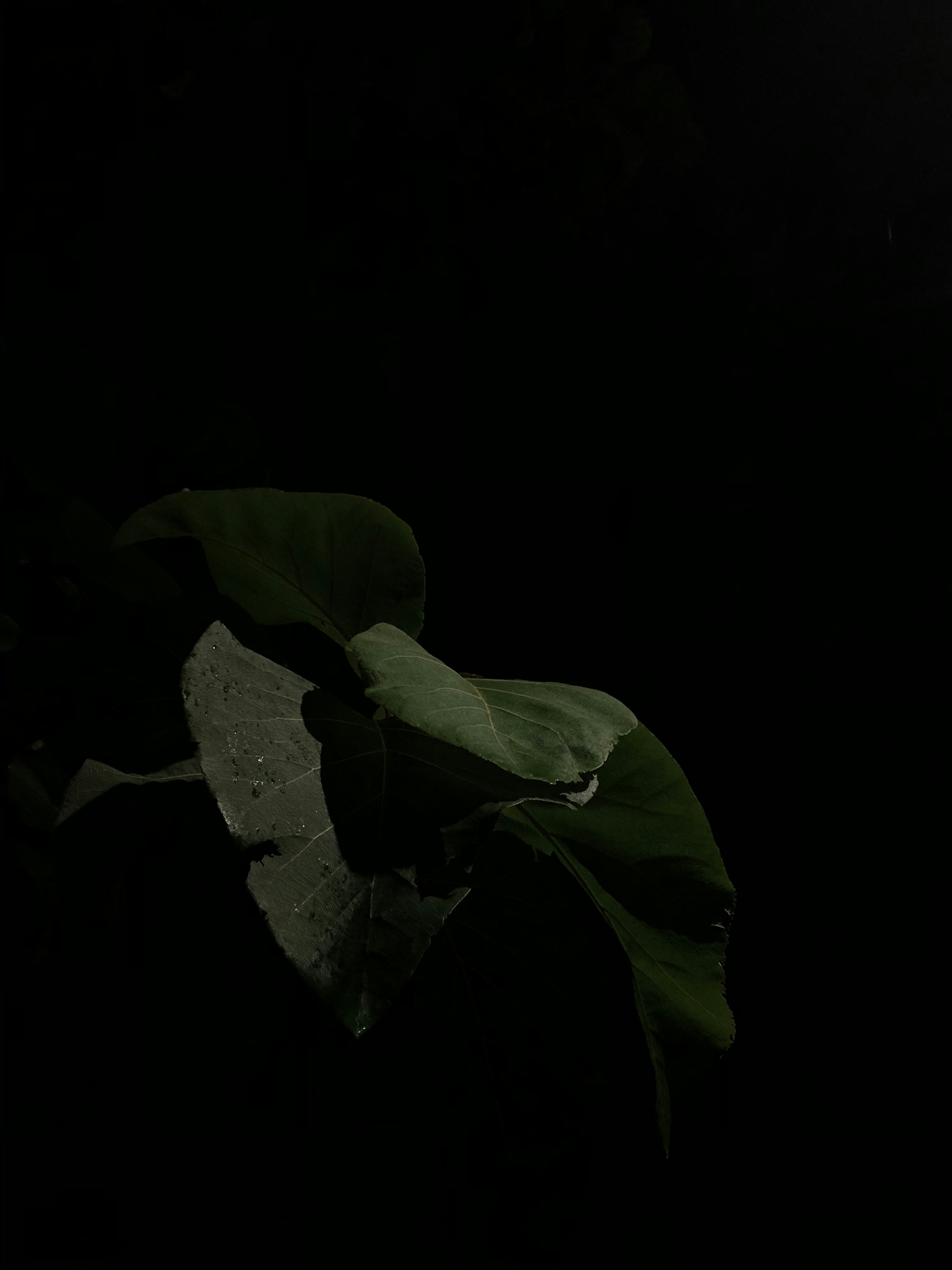 A single leaf illuminated softly against a dark background, highlighting its texture and contours. The contrast emphasizes the delicate details of nature.