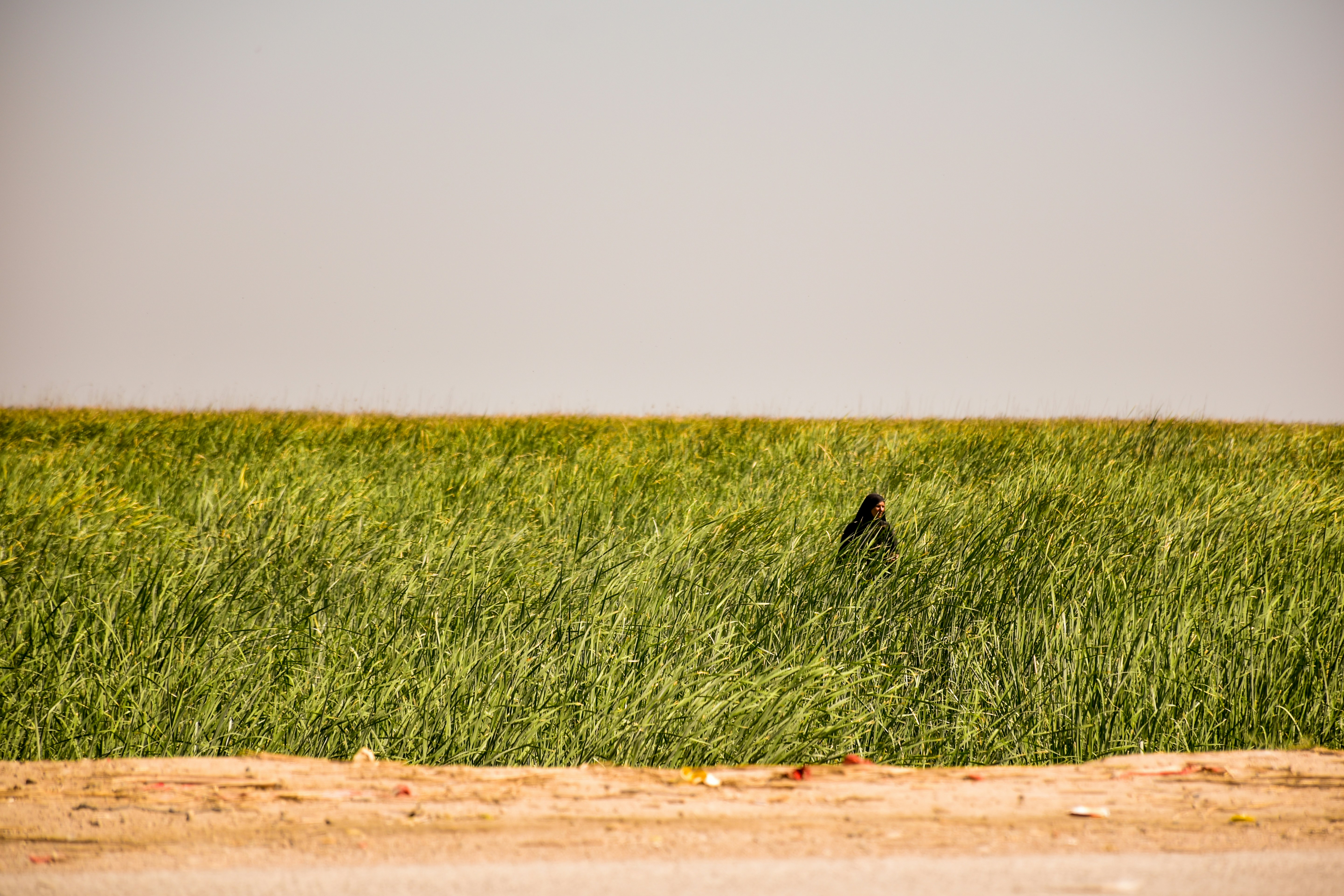 black bird on brown sand during daytime