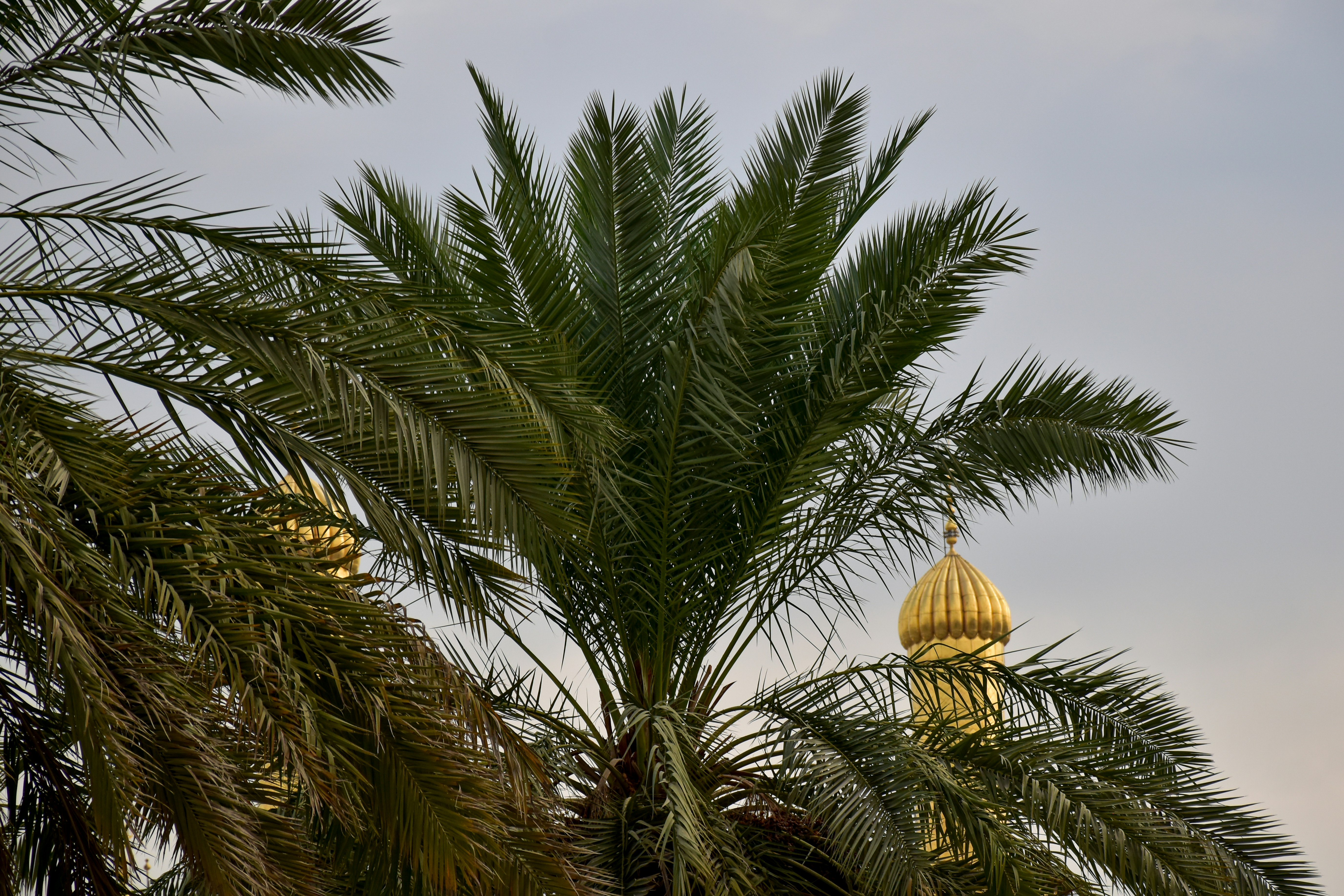 Gold Dome Through the Palm Canopy