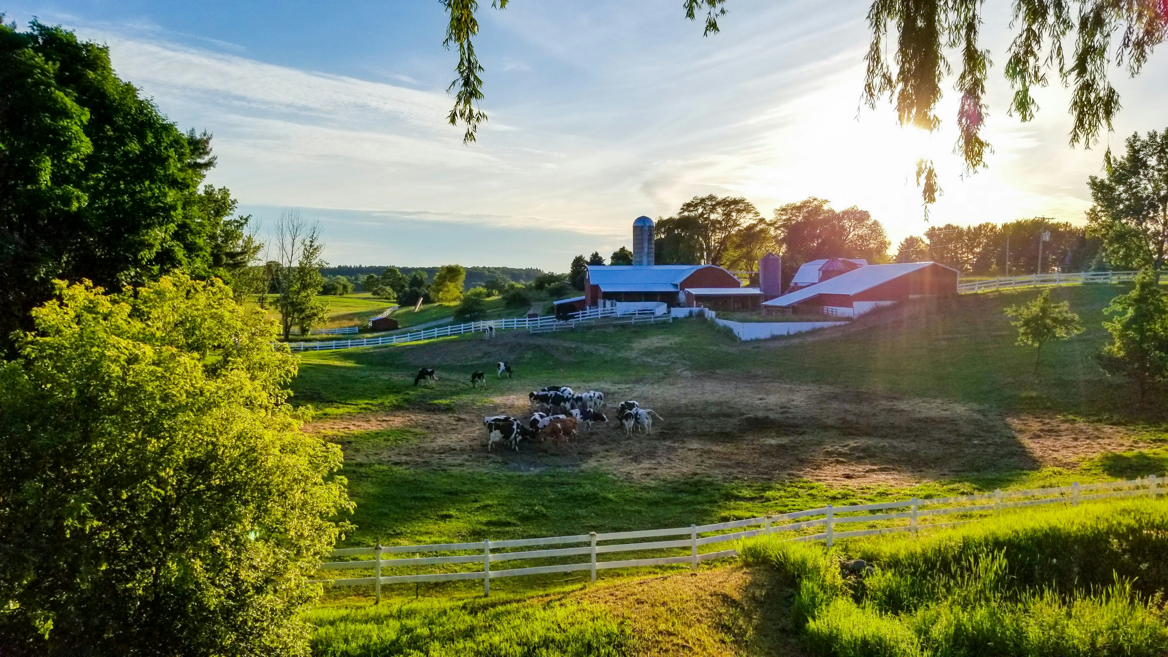 Sunlit Serenity in Rural Michigan