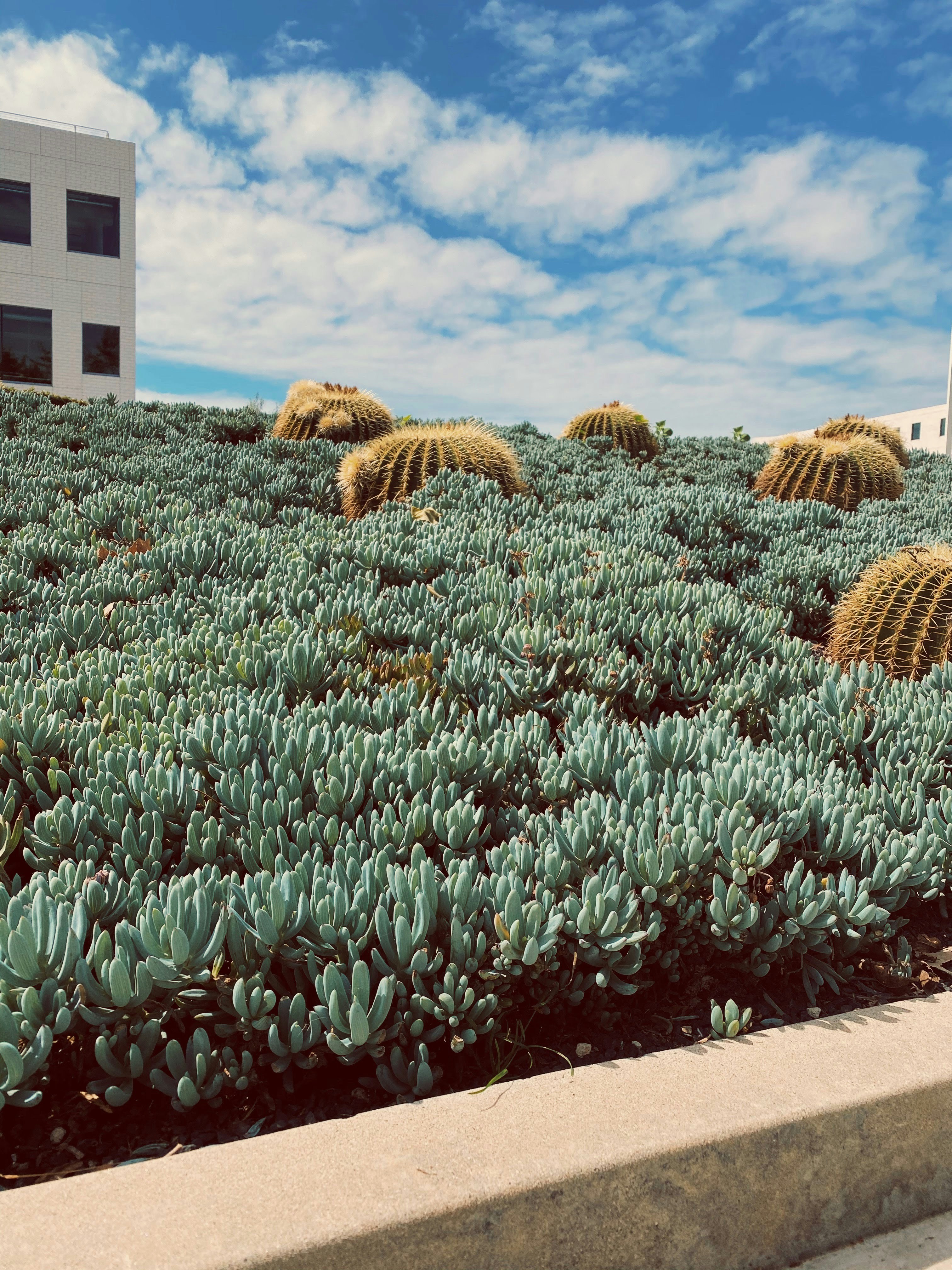 Rooftop Meadow: Blue-Green Rosettes and Golden Barrel Cacti Against a Bright Sky