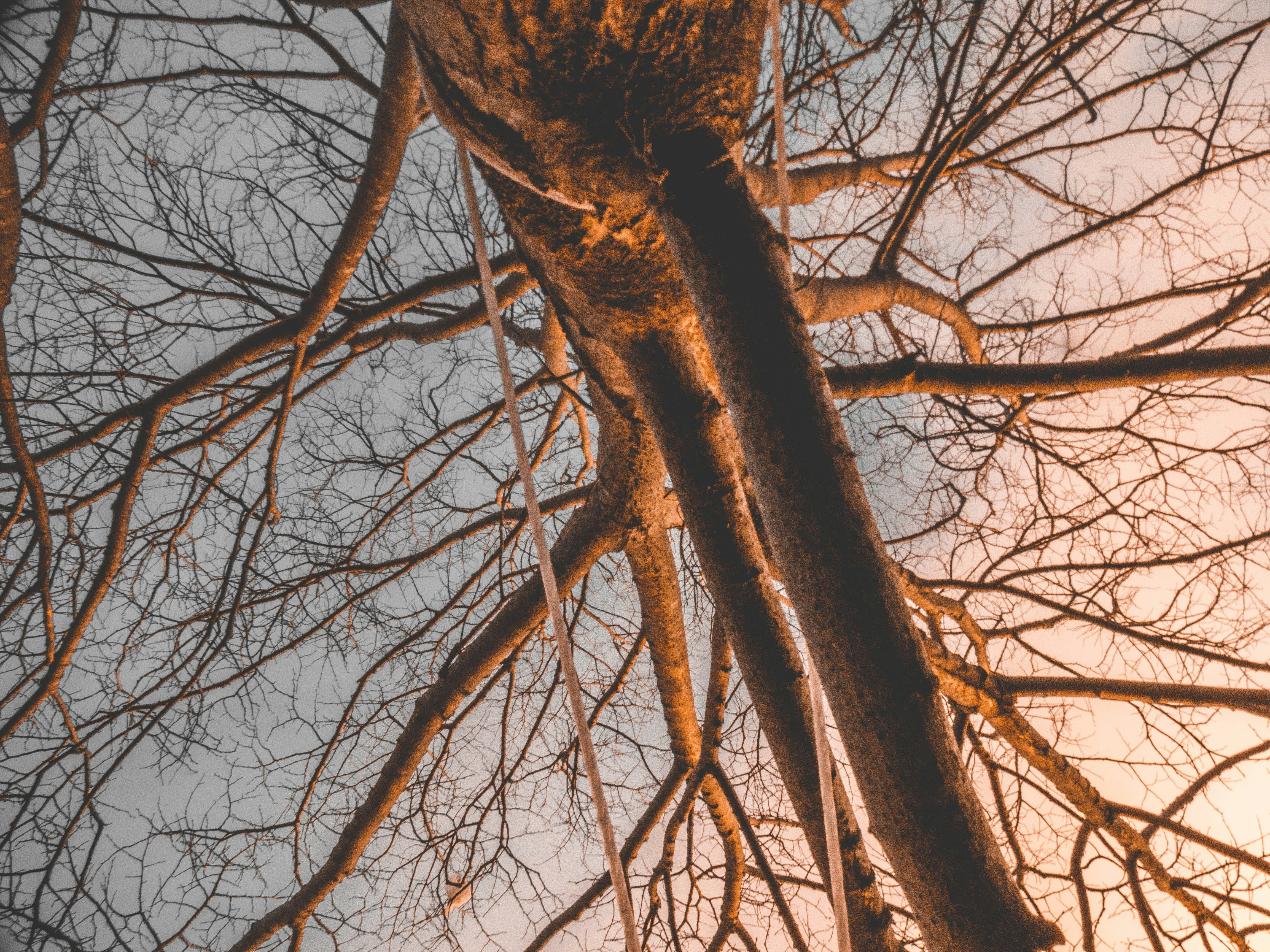 brown leafless tree under blue sky during daytime