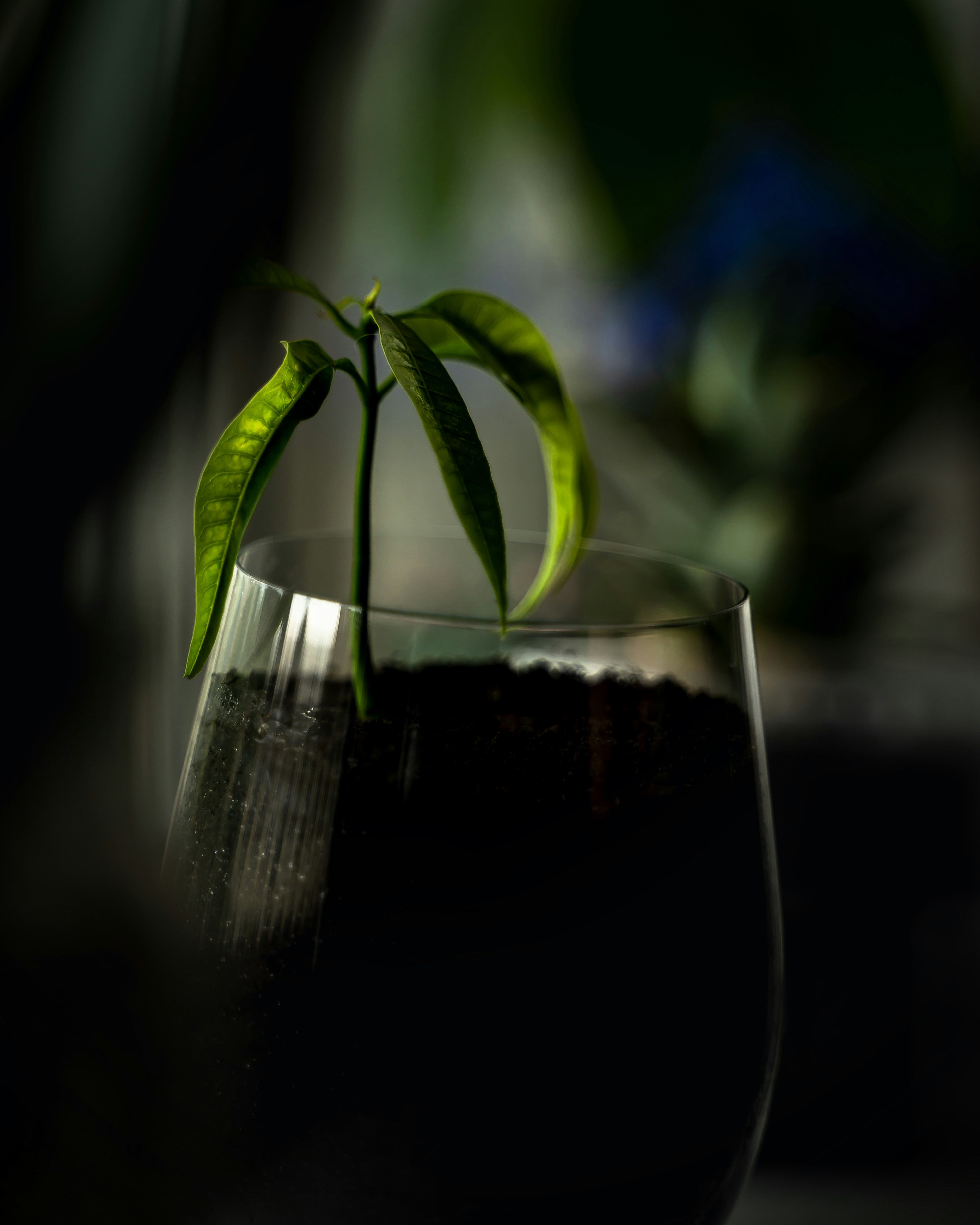 green plant in clear glass
