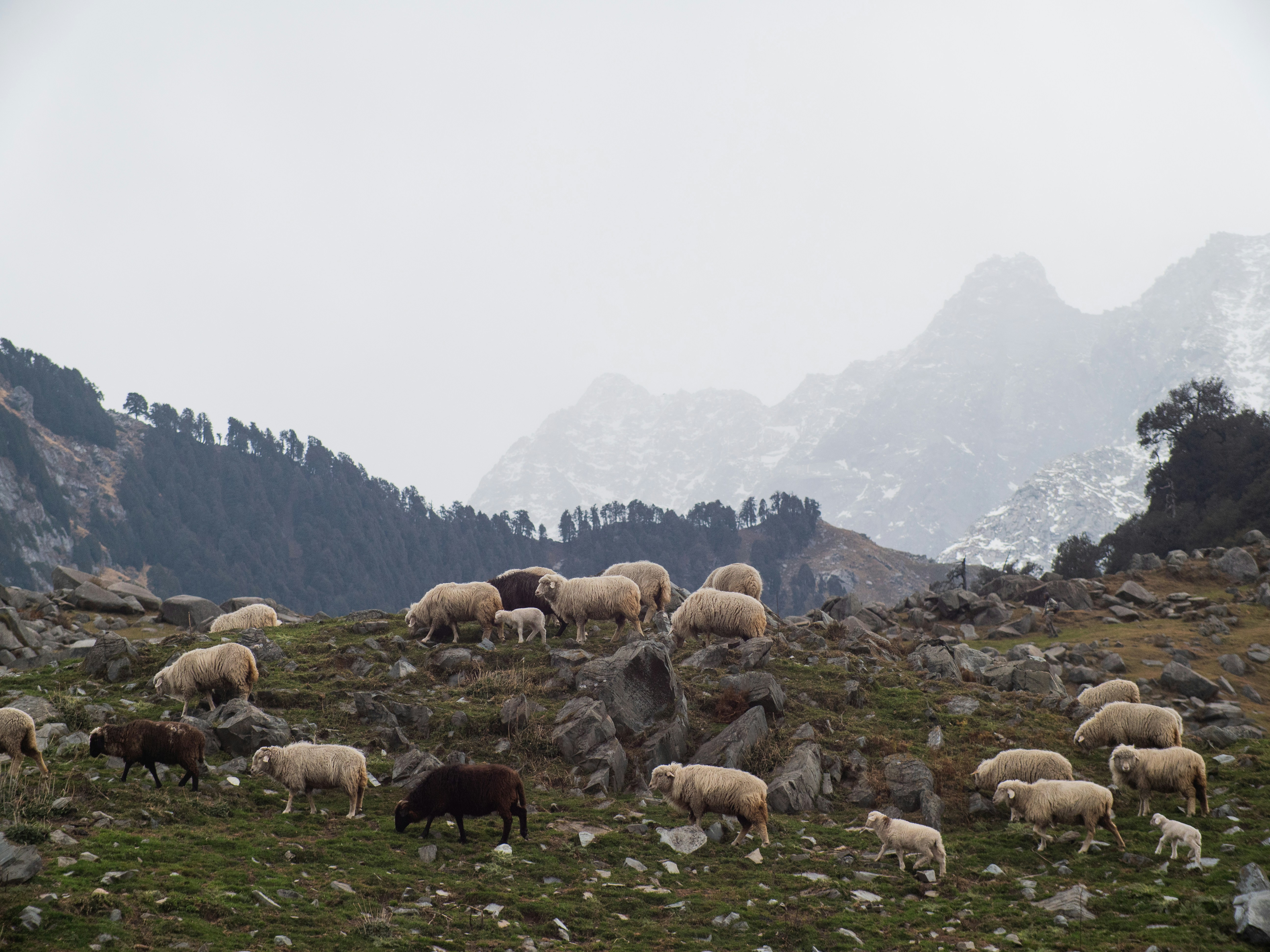 Herd of sheep on green grass field during daytime photo – Free Animal ...