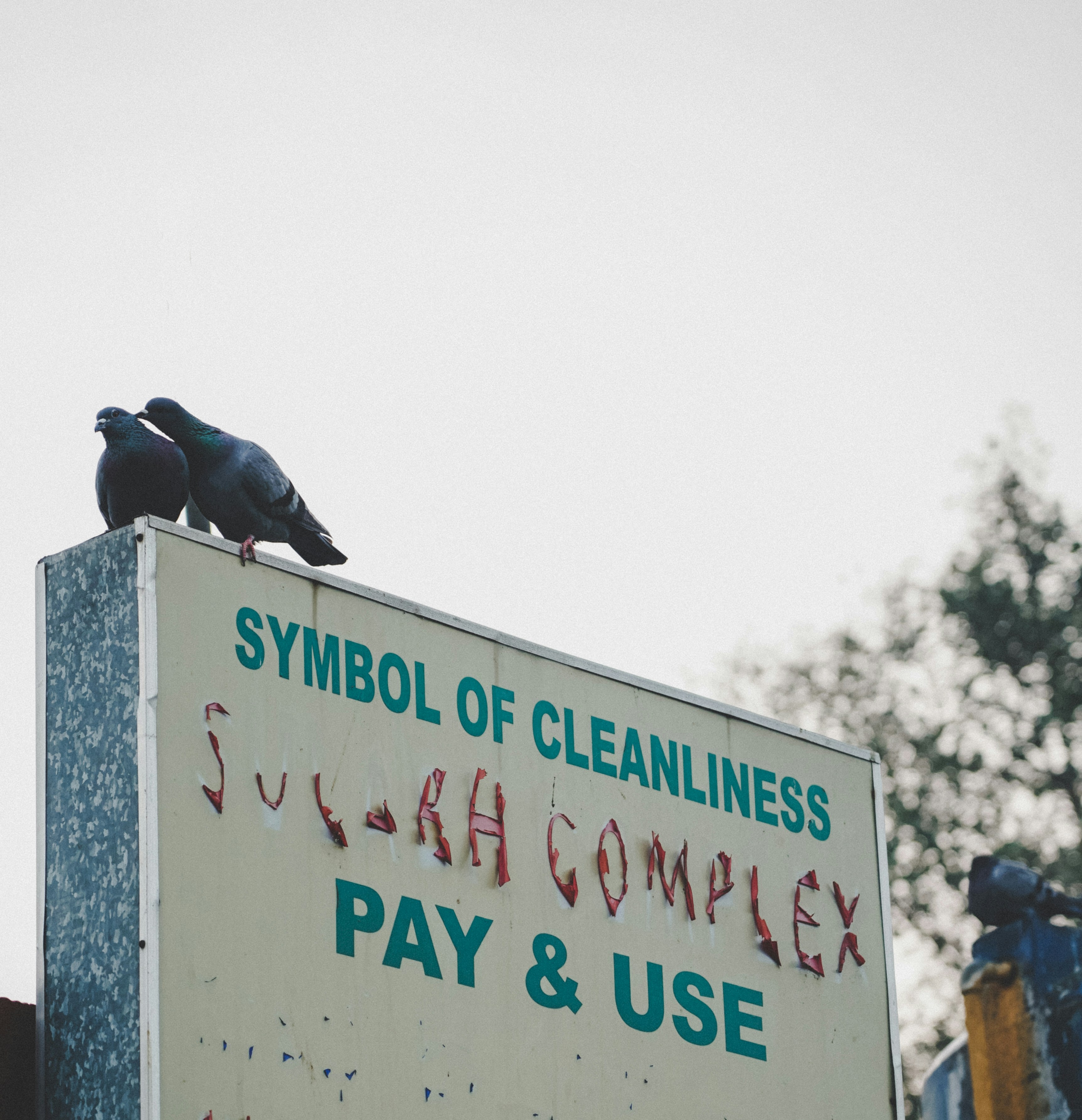 Weathered Signposts and Pigeons: Symbol of Cleanliness in Quiet Light