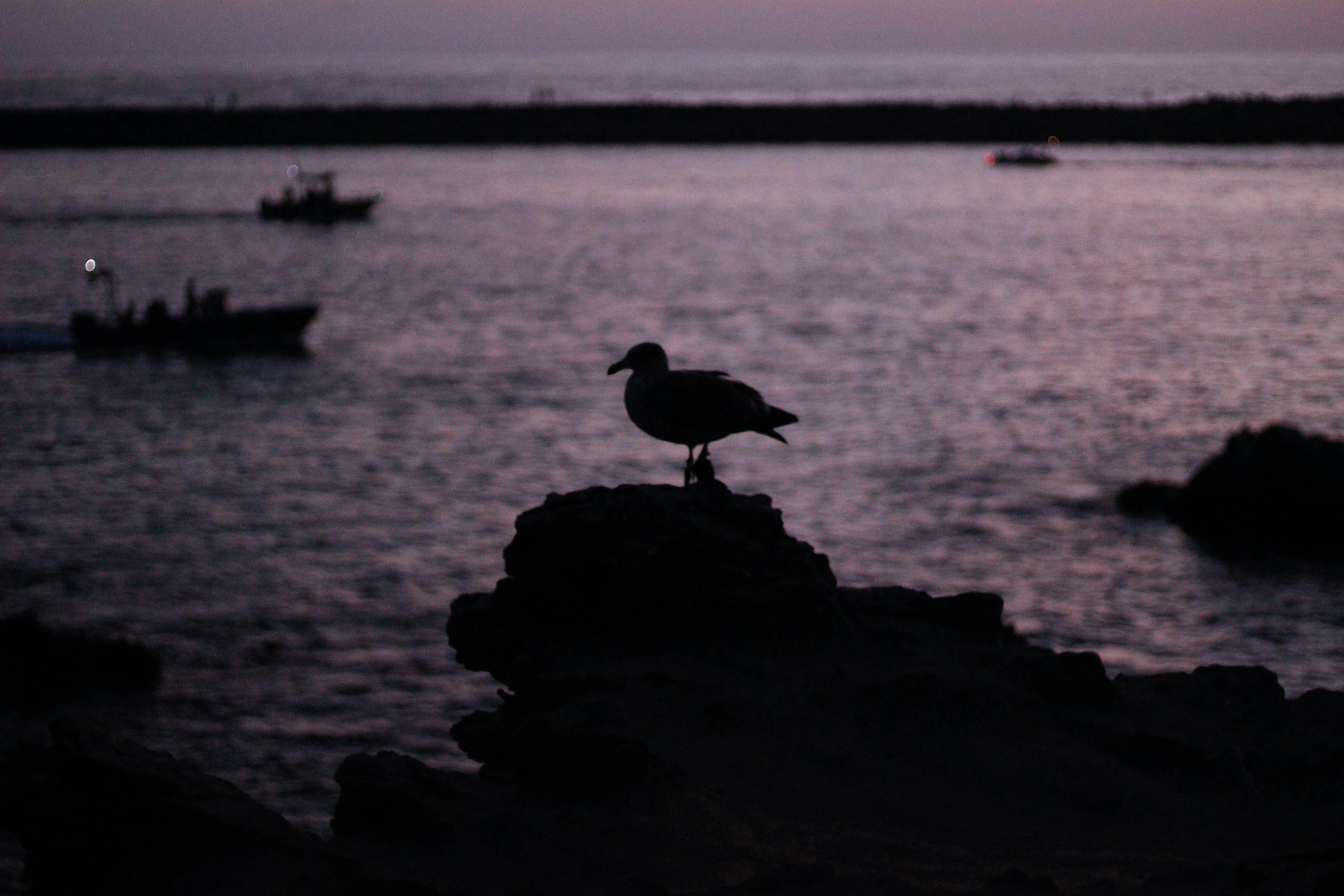 Twilight Silhouette by the Shore