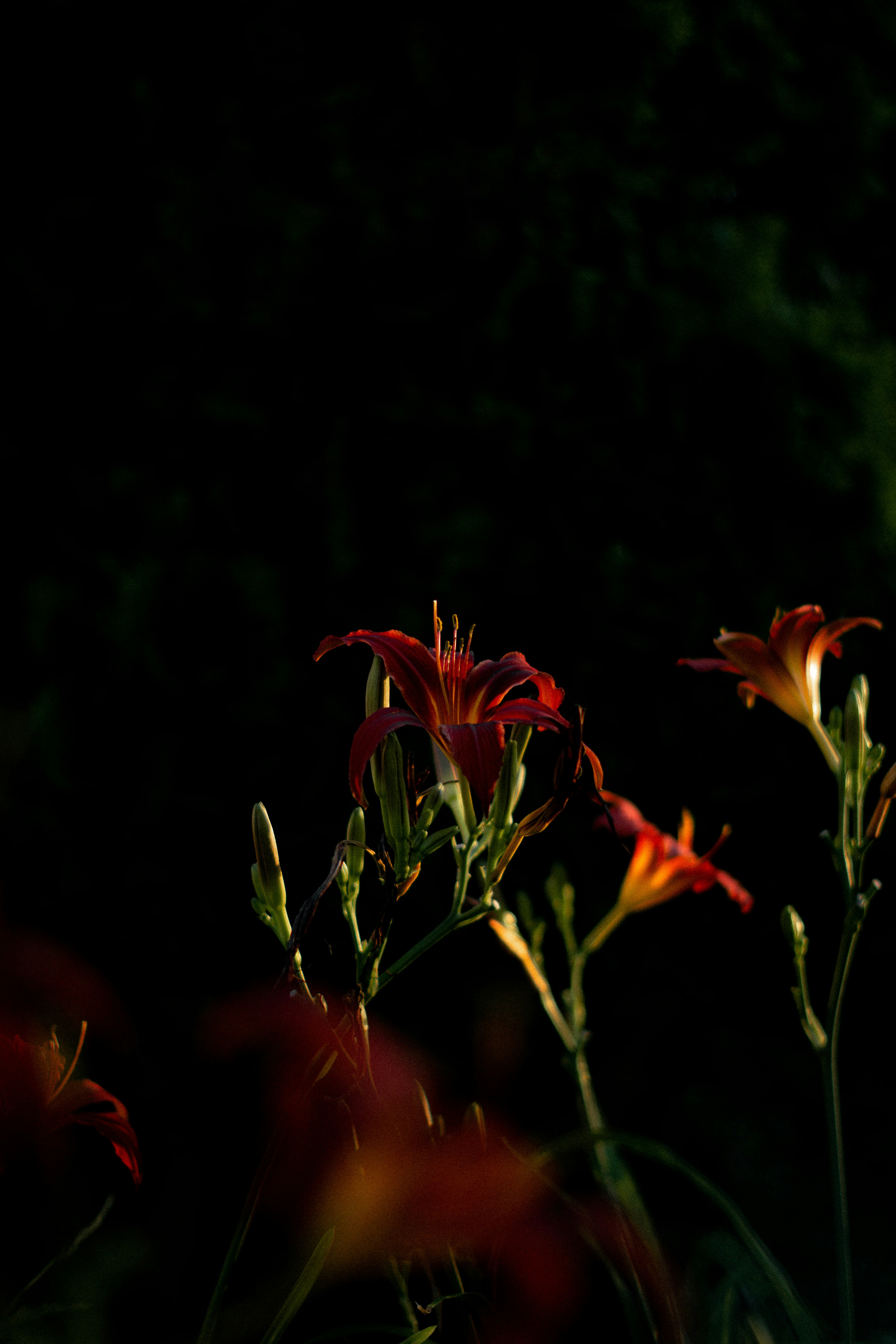 Vibrant orange flowers illuminated by soft light against a dark backdrop, highlighting their delicate features and graceful curves.