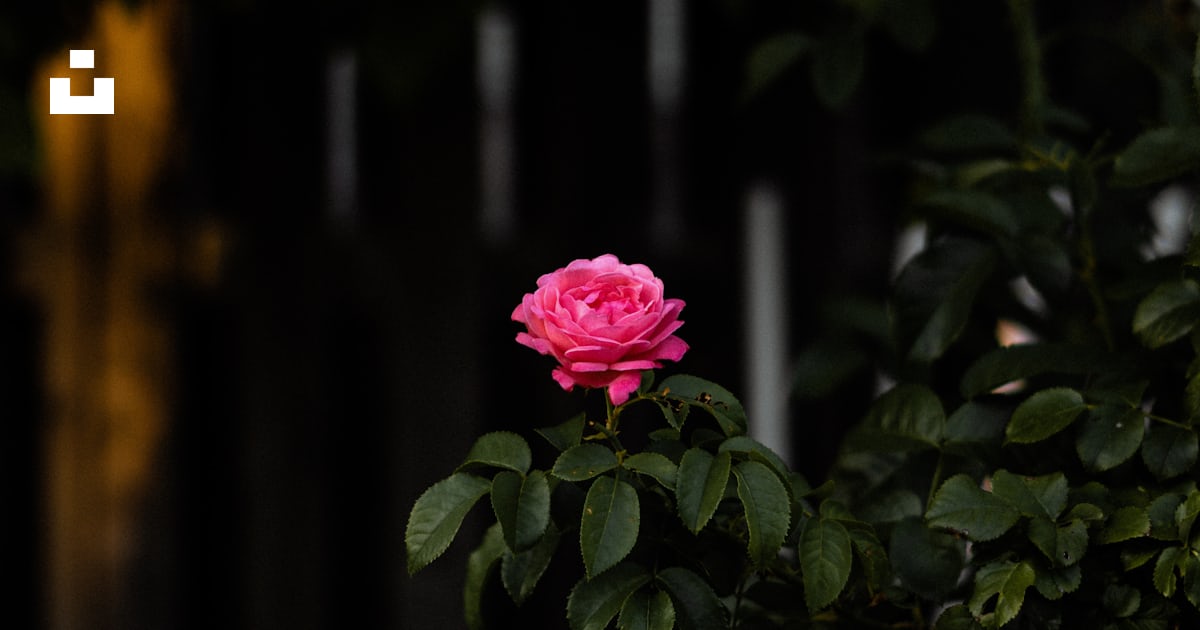 Foto Flor Rosada Con Hojas Verdes Imagen Rosa Gratis En Unsplash