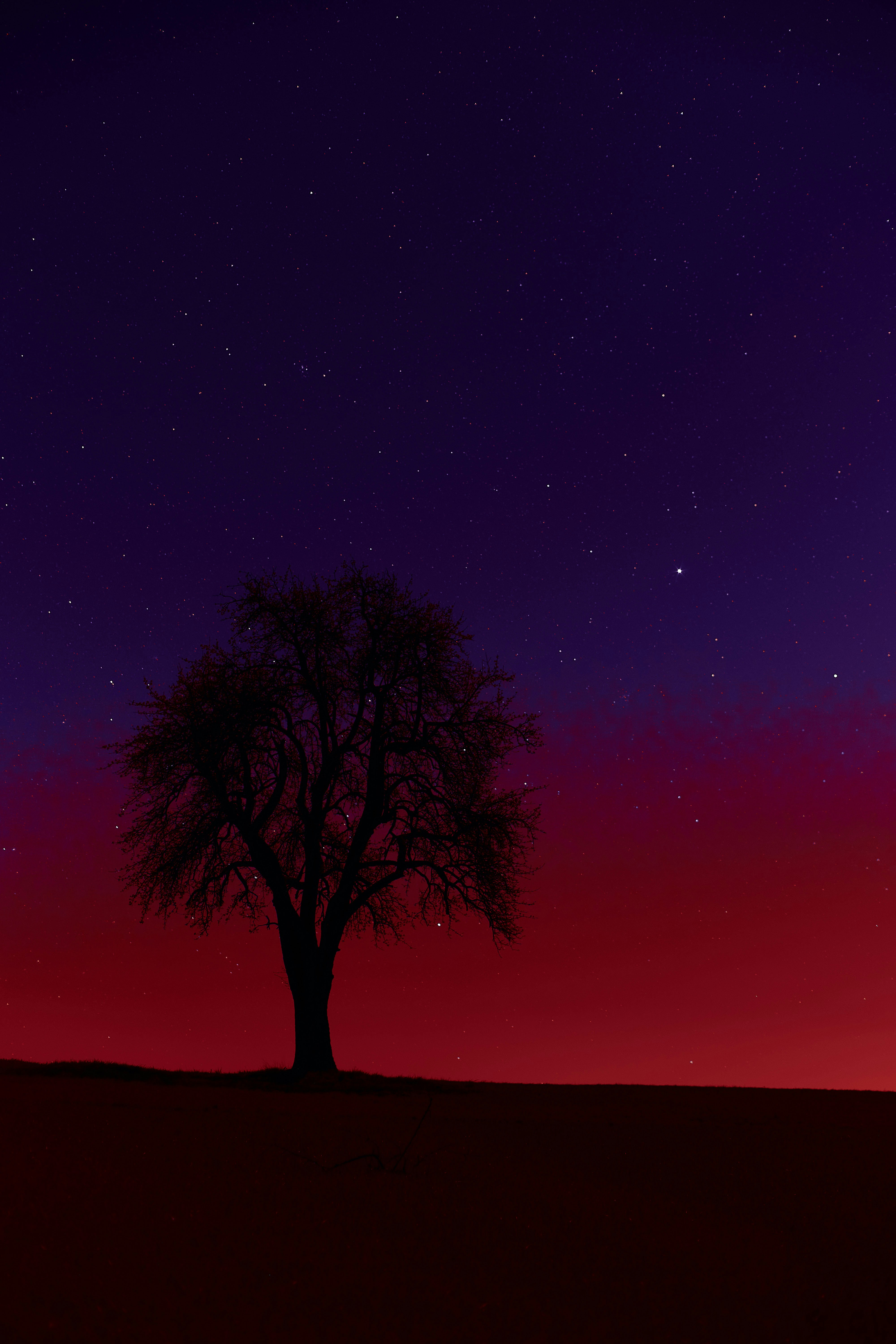 1K+ Night Tree Pictures | Download Free Images on Unsplash