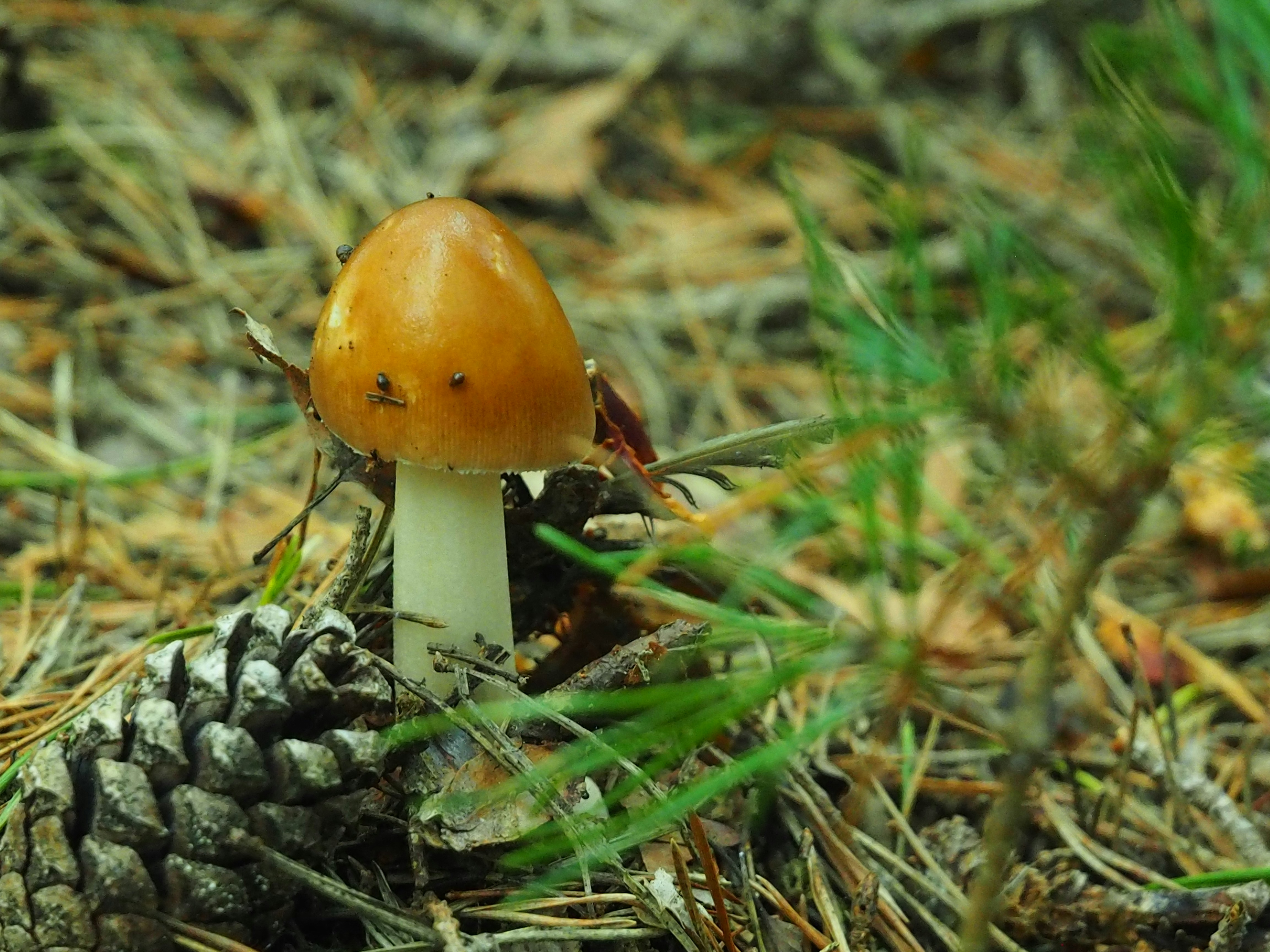 Amber-Capped Sentinel: Tiny Mushroom Resting on a Pinecone in the Forest Floor
