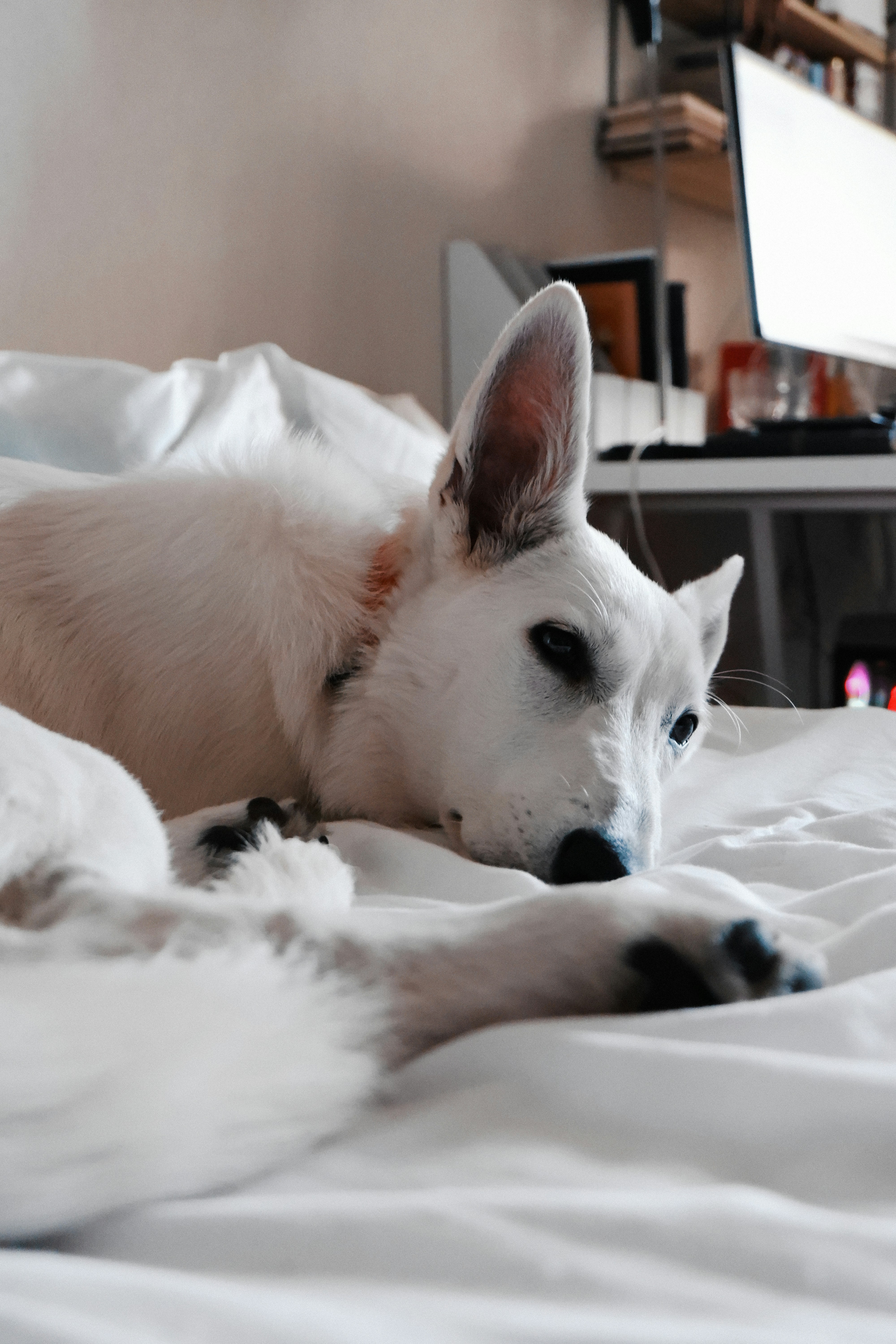 White dog lounging on a bed, with soft bedding and a blurred background featuring a desk. The relaxed posture conveys a sense of tranquility.