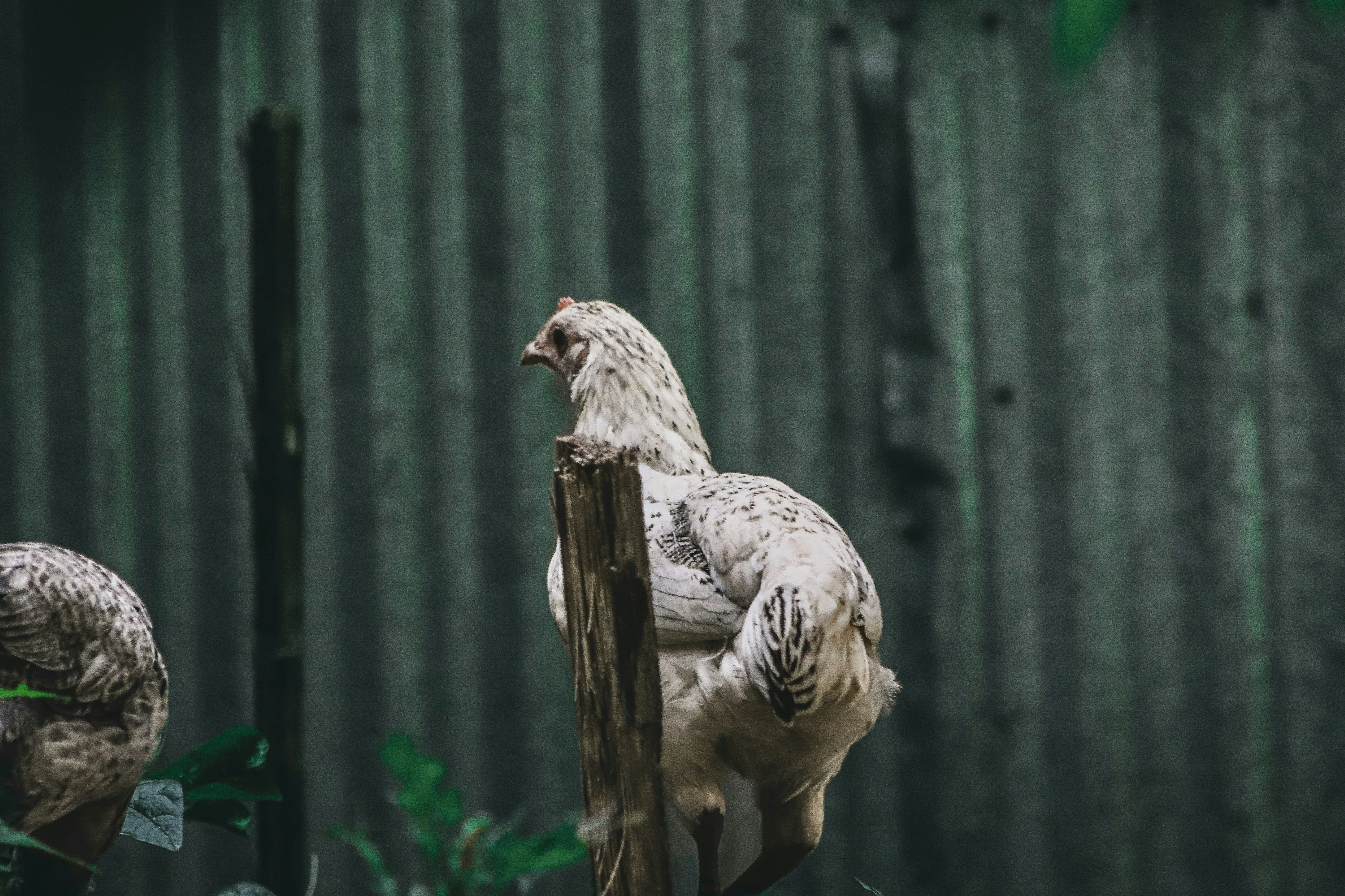 A white-feathered bird perched on a wooden post, surrounded by lush greenery and a textured backdrop of corrugated metal.