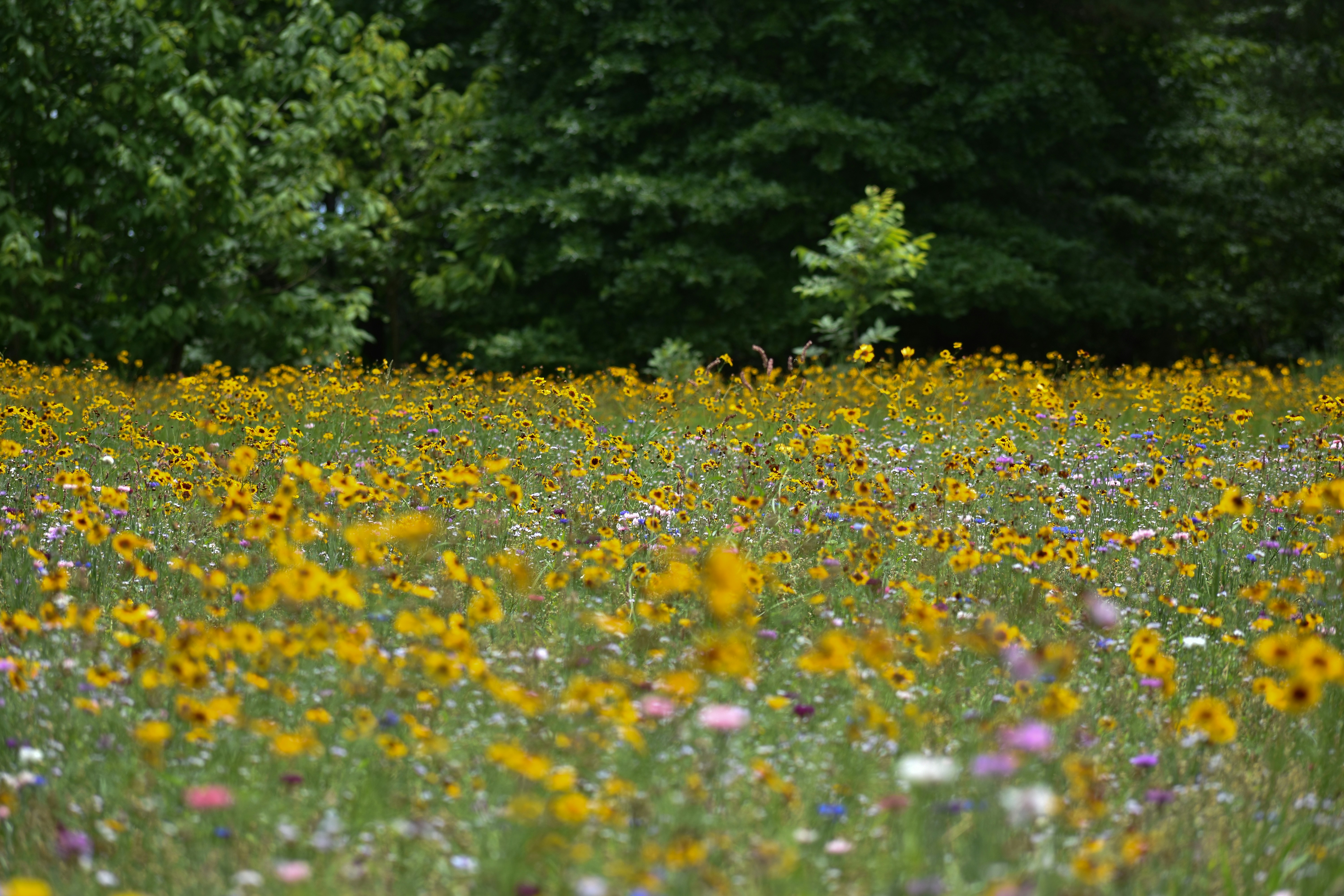 A field of wildflowers with trees in the background photo – Free Field ...