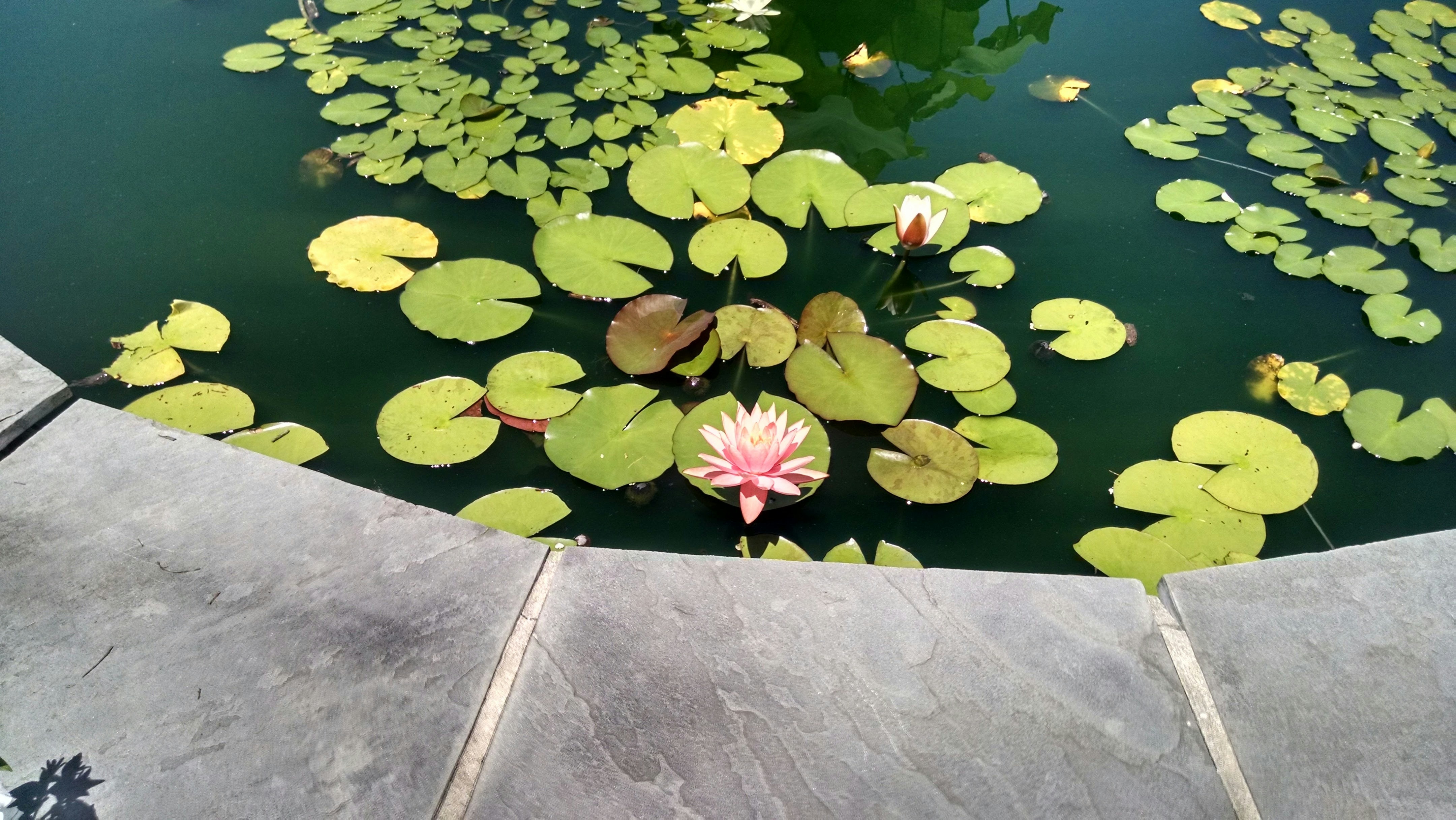 Pink Lily Illuminates the Stone-Edged Pond