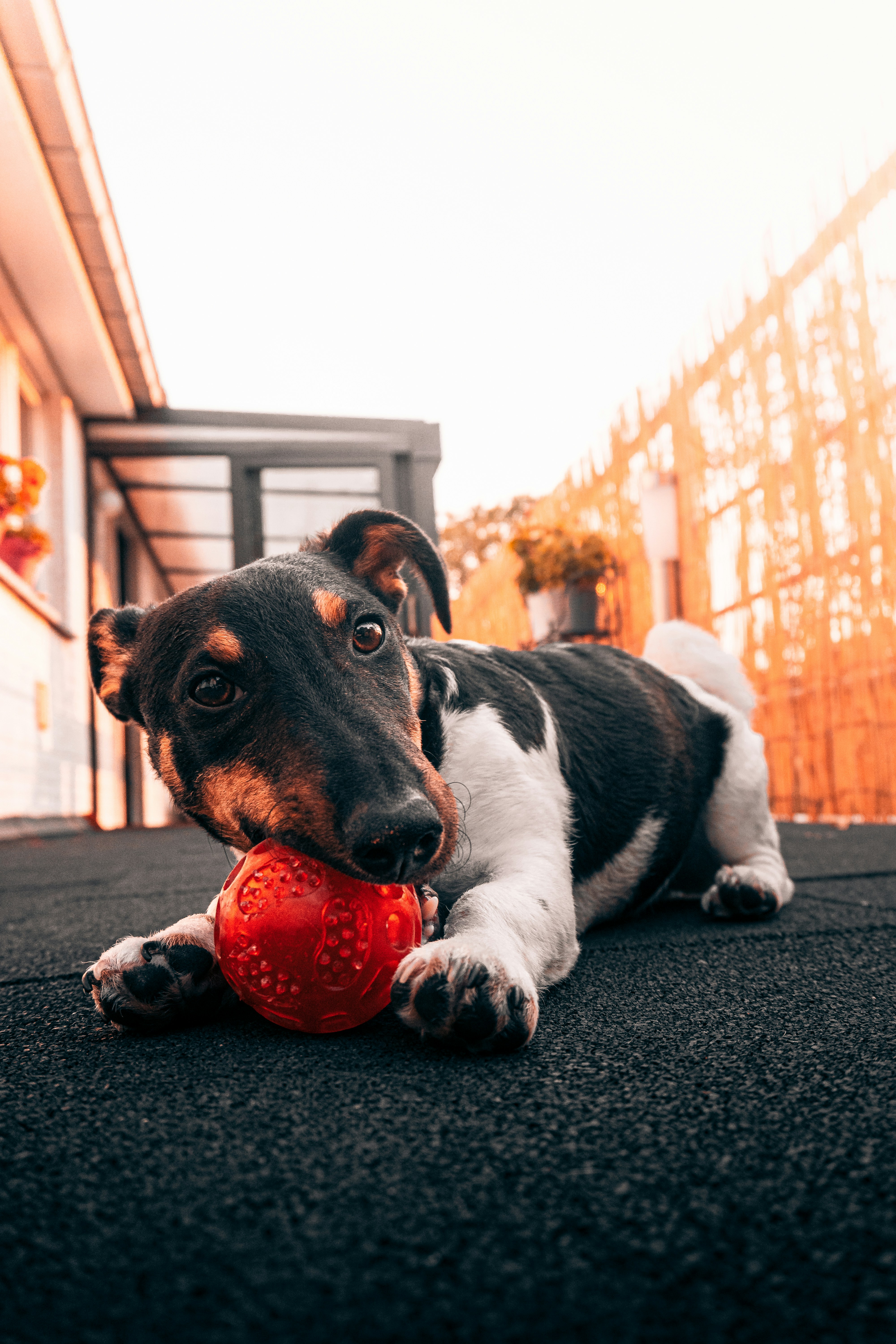 Low-angle portrait of a sunlit terrier puppy with a red ball on a terrace