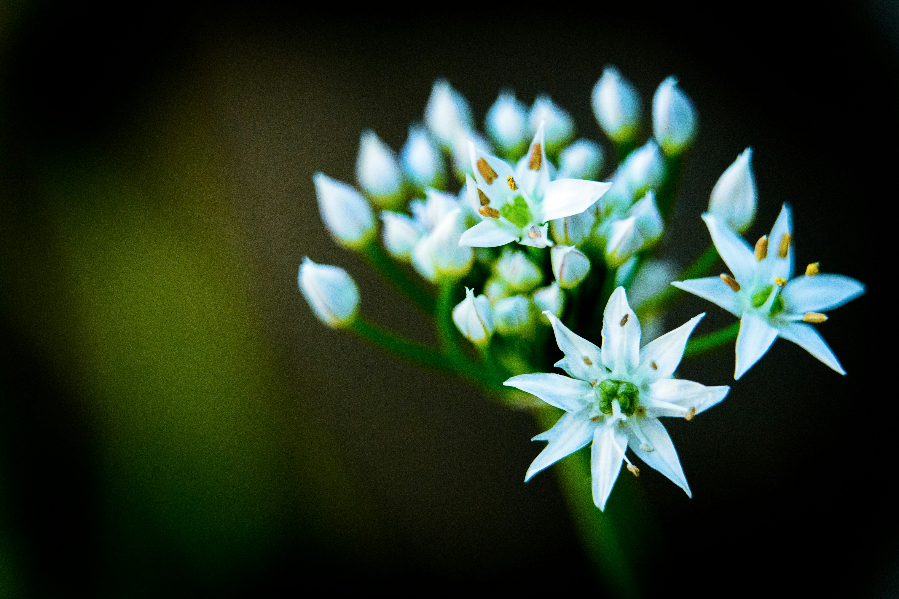Delicate white flowers bloom against a softly blurred background, showcasing intricate details and vibrant green stems.