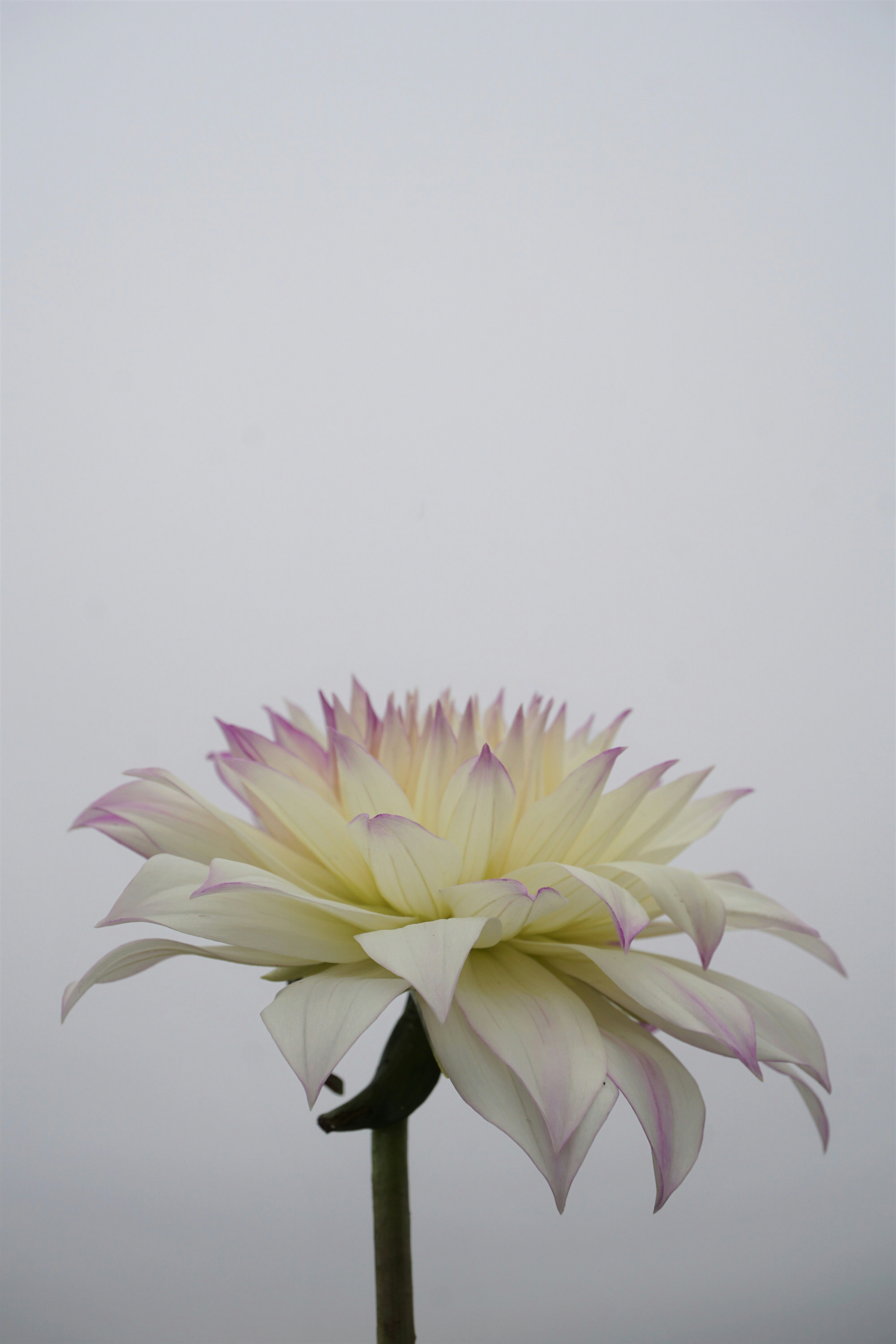 A delicate lotus flower with soft white petals and subtle pink tips rises gracefully against a muted background. Its elegance embodies tranquility.