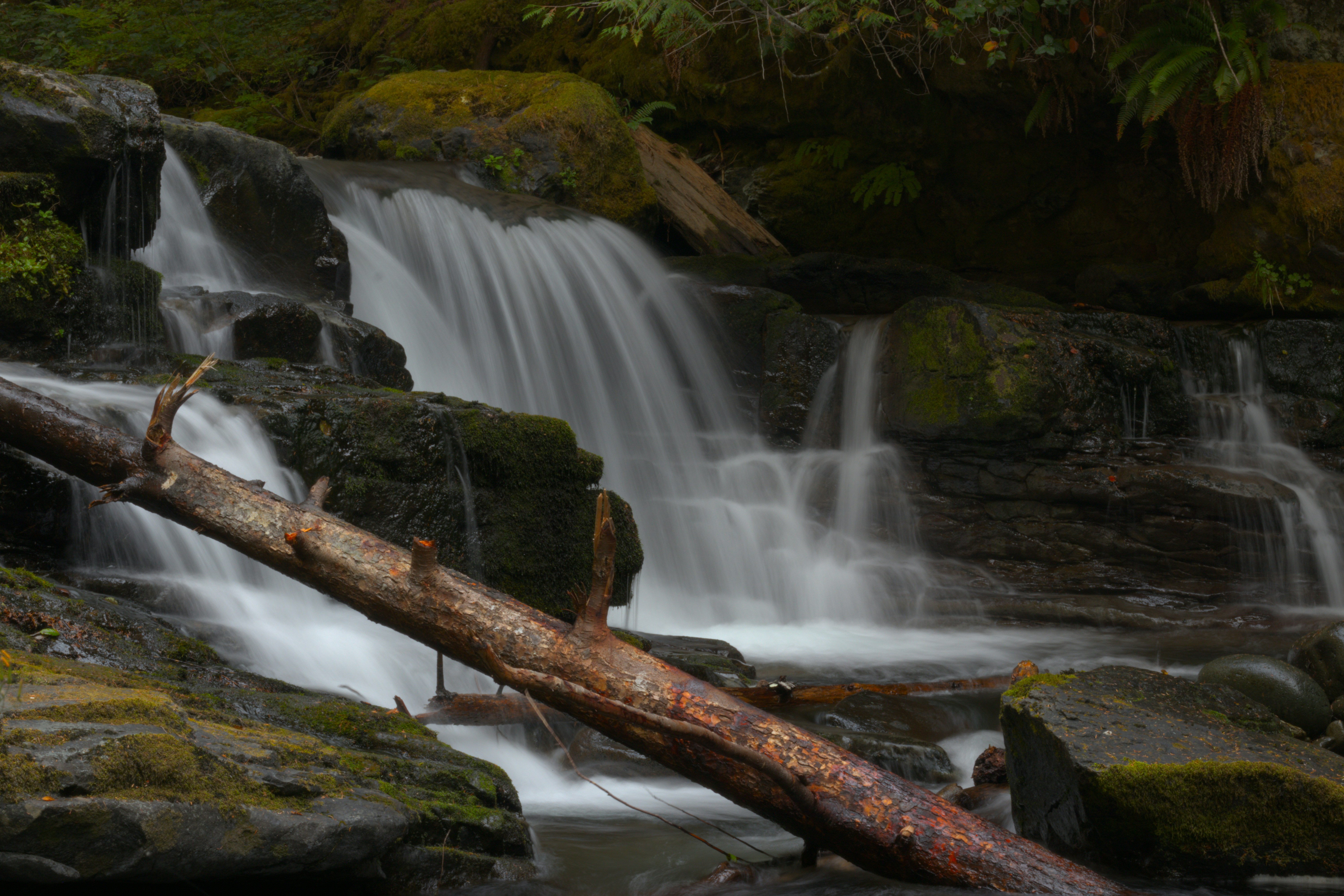Brown tree trunk near waterfalls photo – Free Siouxon creek Image on ...