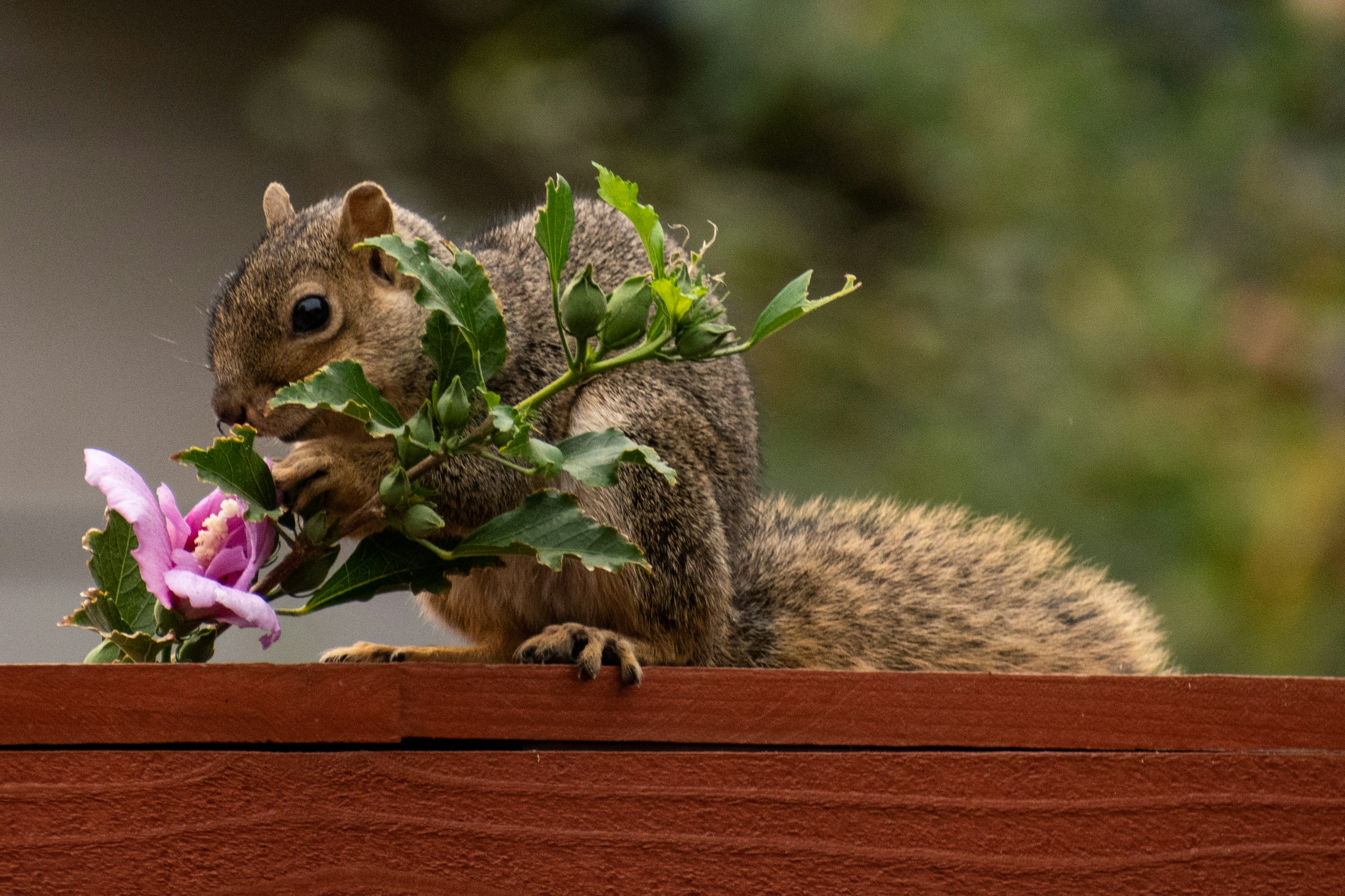 Squirrel with a Floral Bouquet on a Sunlit Wood Rail