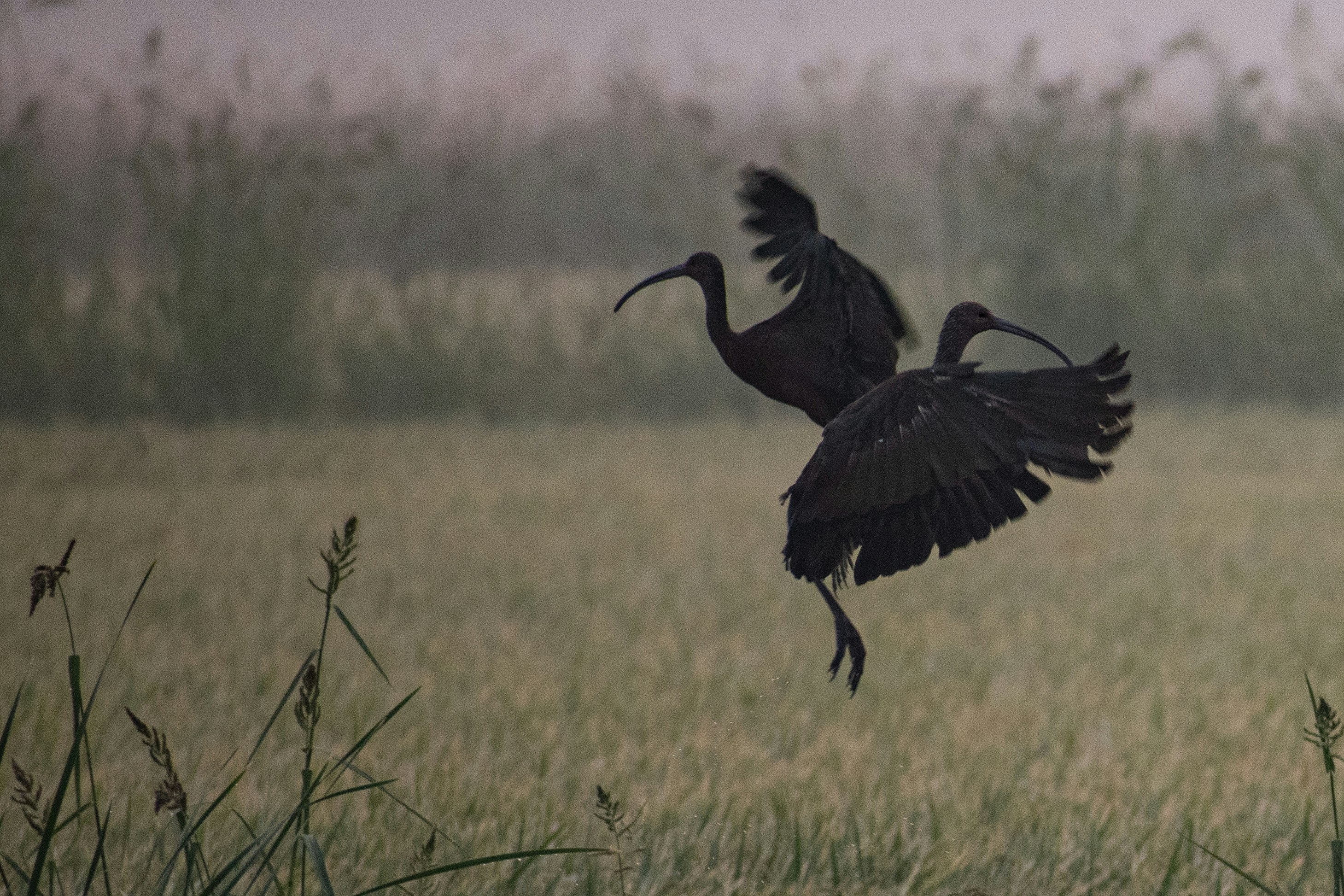 Dusk-Driven Heron in Midair Over a Quiet Marsh