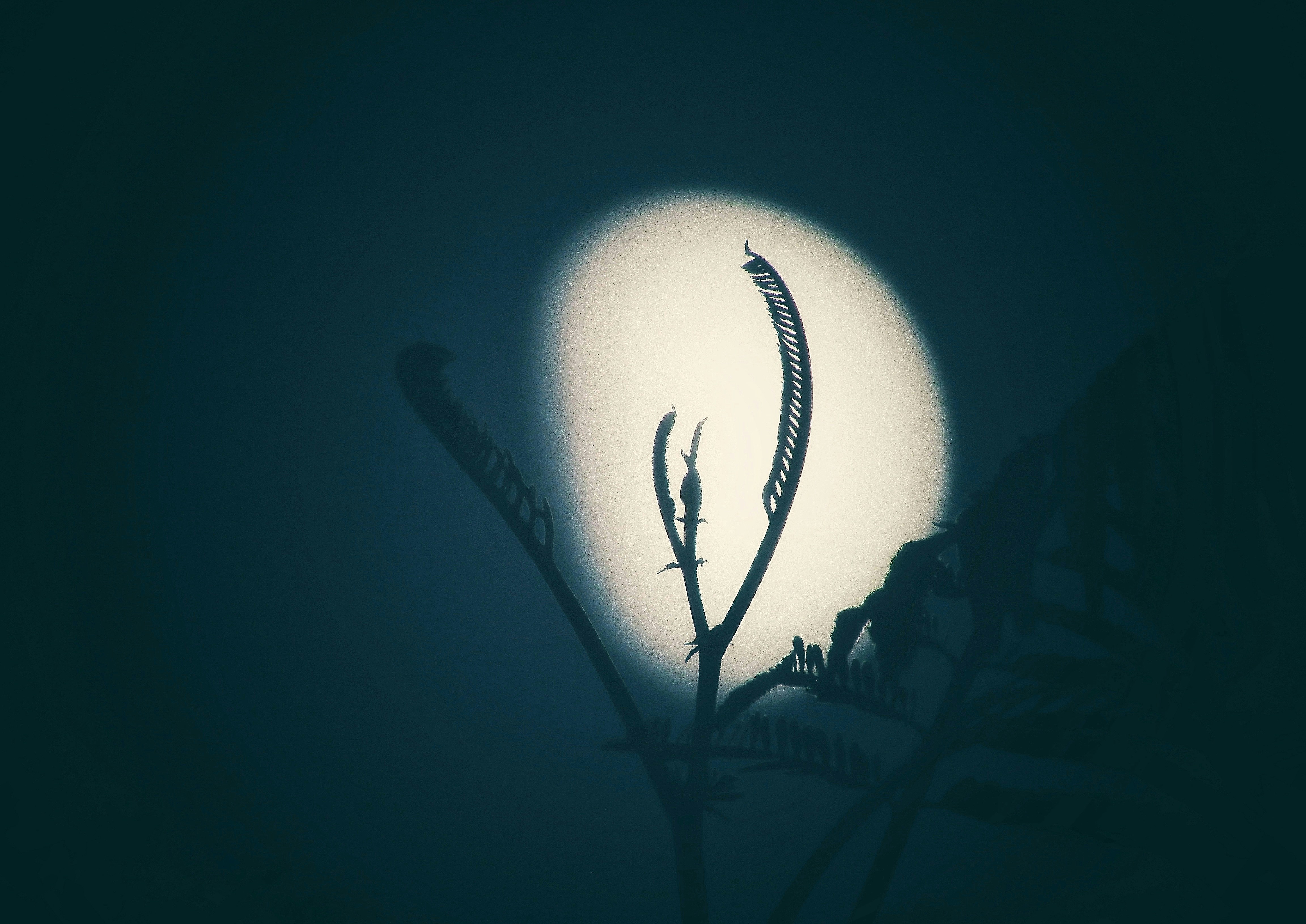 Delicate plant silhouette against a bright, round moon in a dark sky.