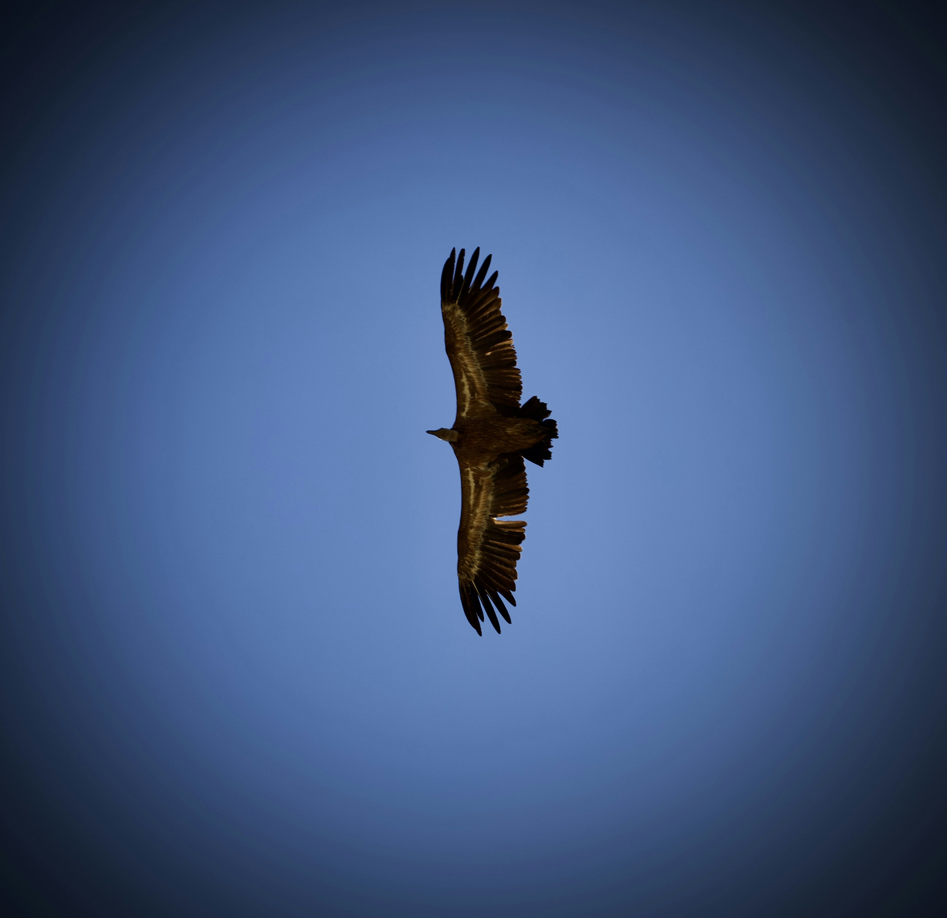 Midair Horizon: A solitary raptor carves the cobalt sky