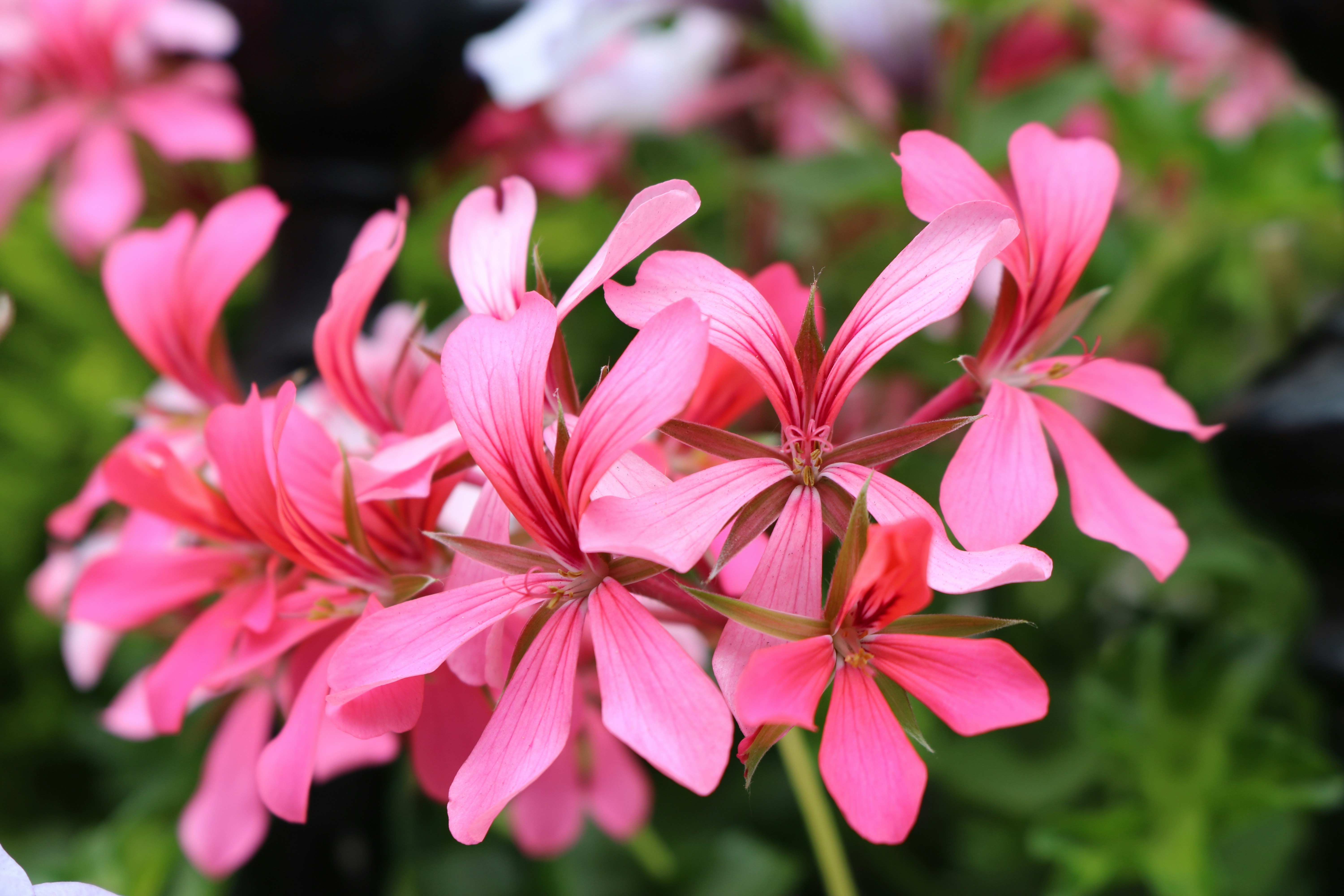 Petals in Focus: Pink Geranium Close-Up