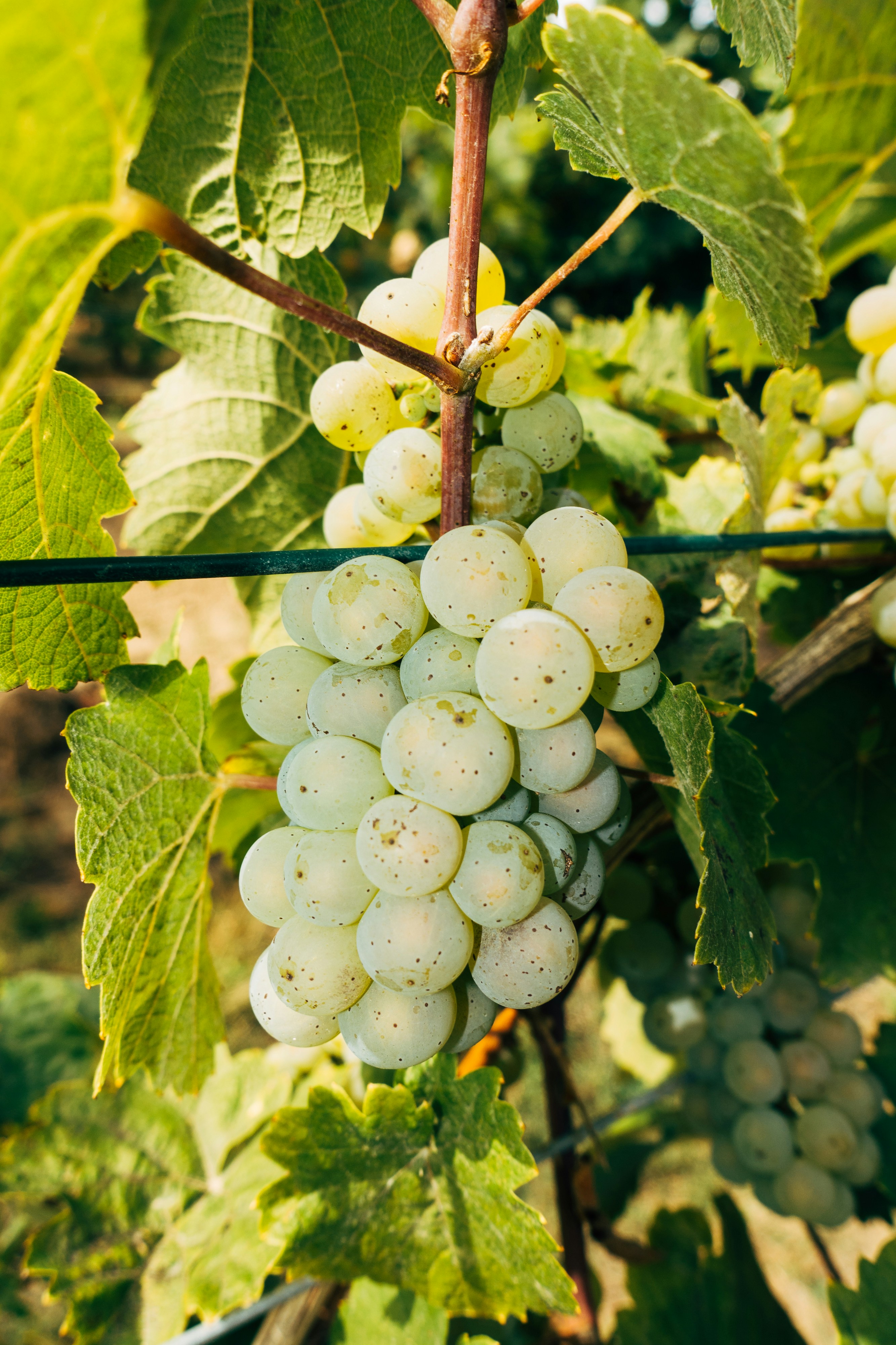 White Grape Pictures | Download Free Images on Unsplash