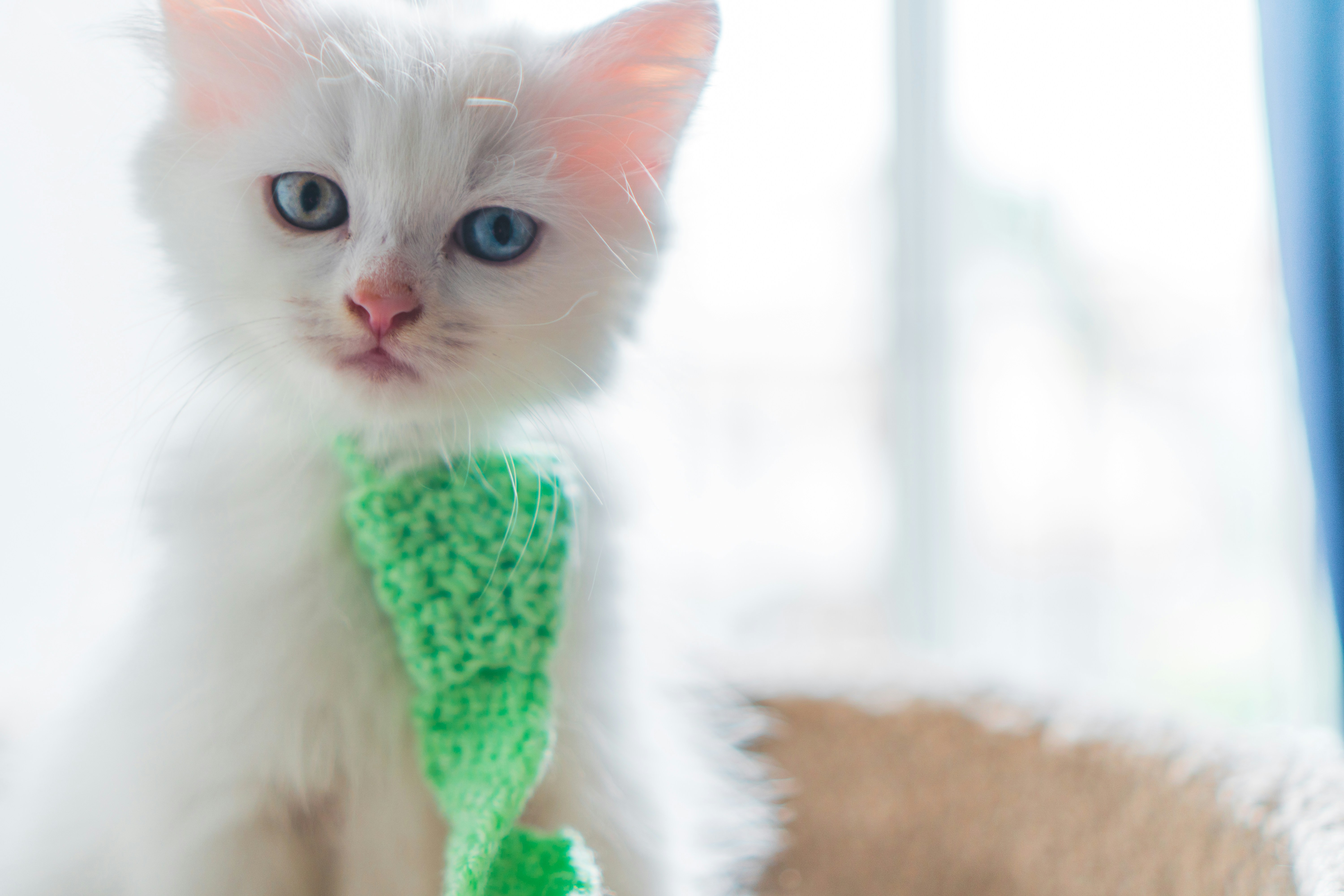 Emerald Knit and Quiet Gaze: A Close-Up of a White Kitten in Soft Indoor Light