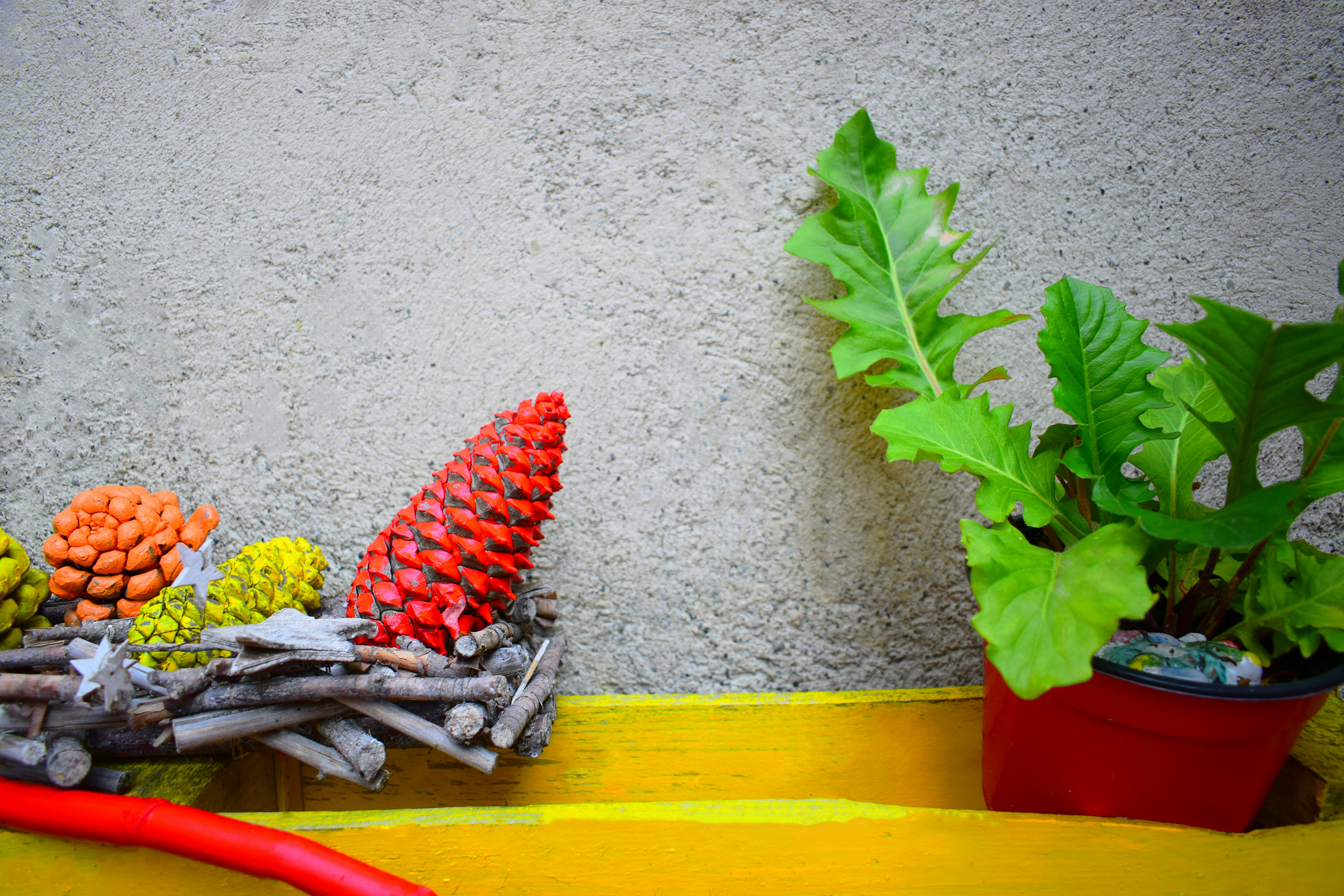 Colorful pine cones and twigs arranged beside a lush green plant in a red pot against a textured gray wall.