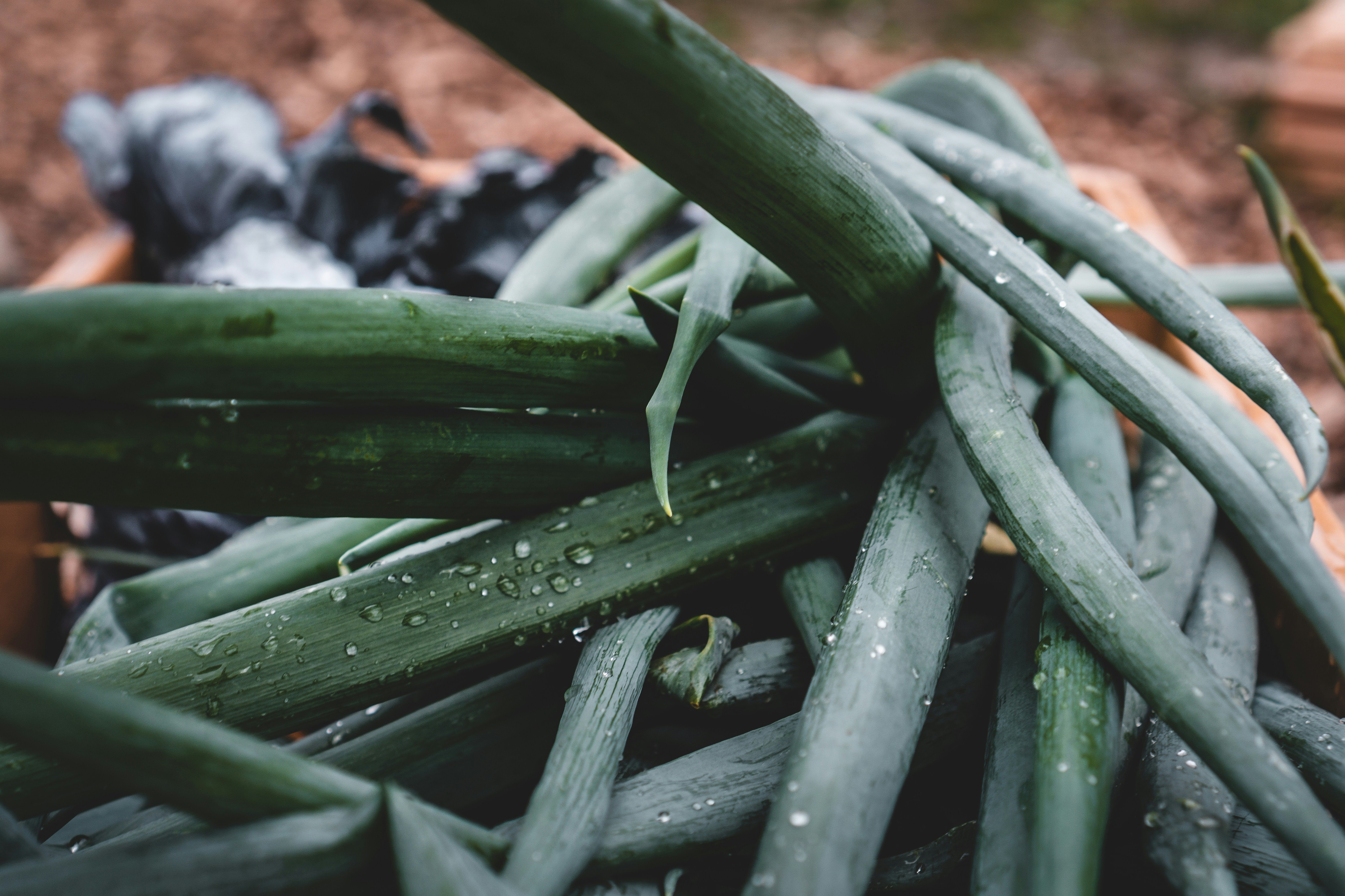 Lush green stalks of scallions intertwined in a basket, glistening with droplets of water. A rich display of fresh produce.