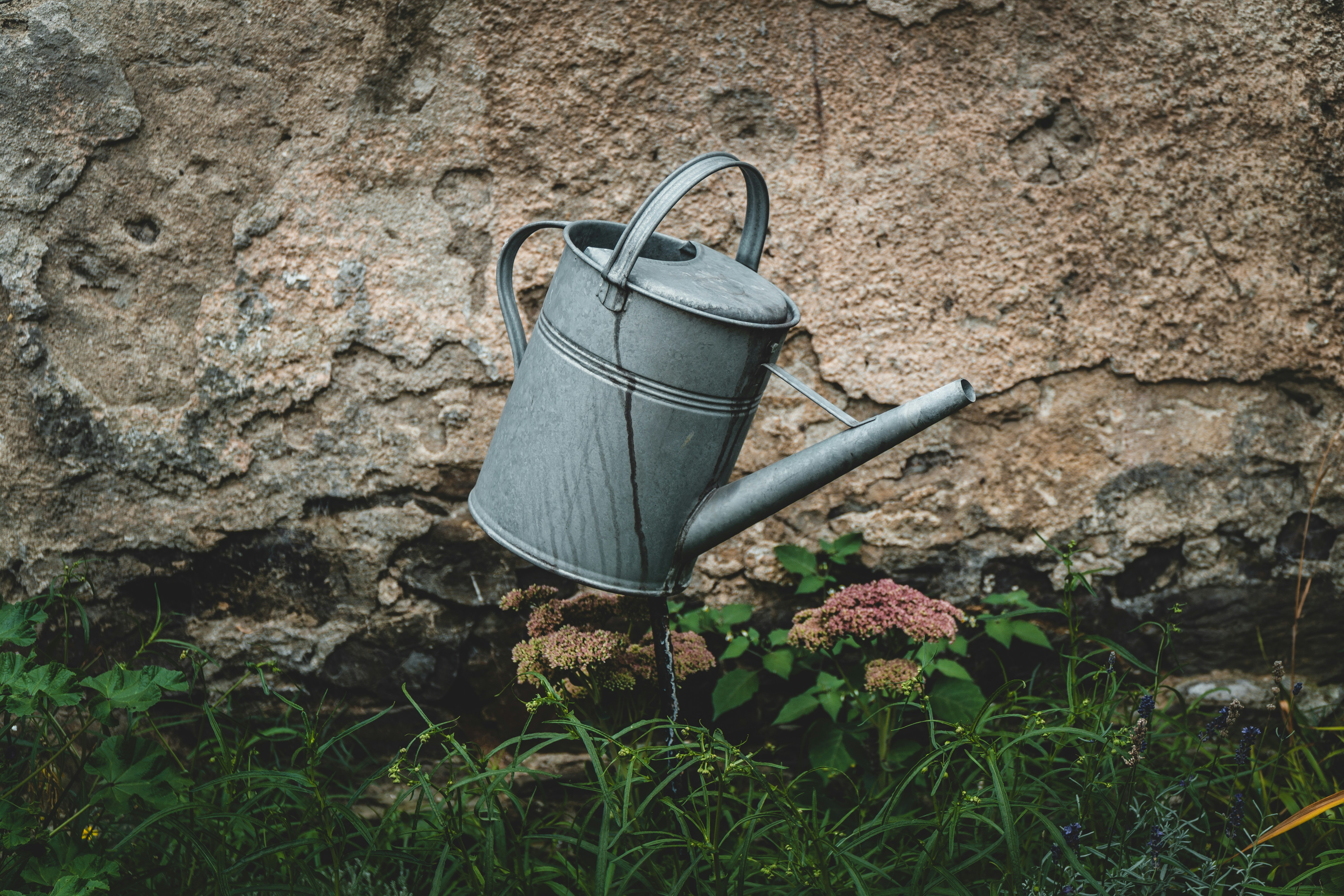30k+ Watering Can Pictures | Download Free Images on Unsplash