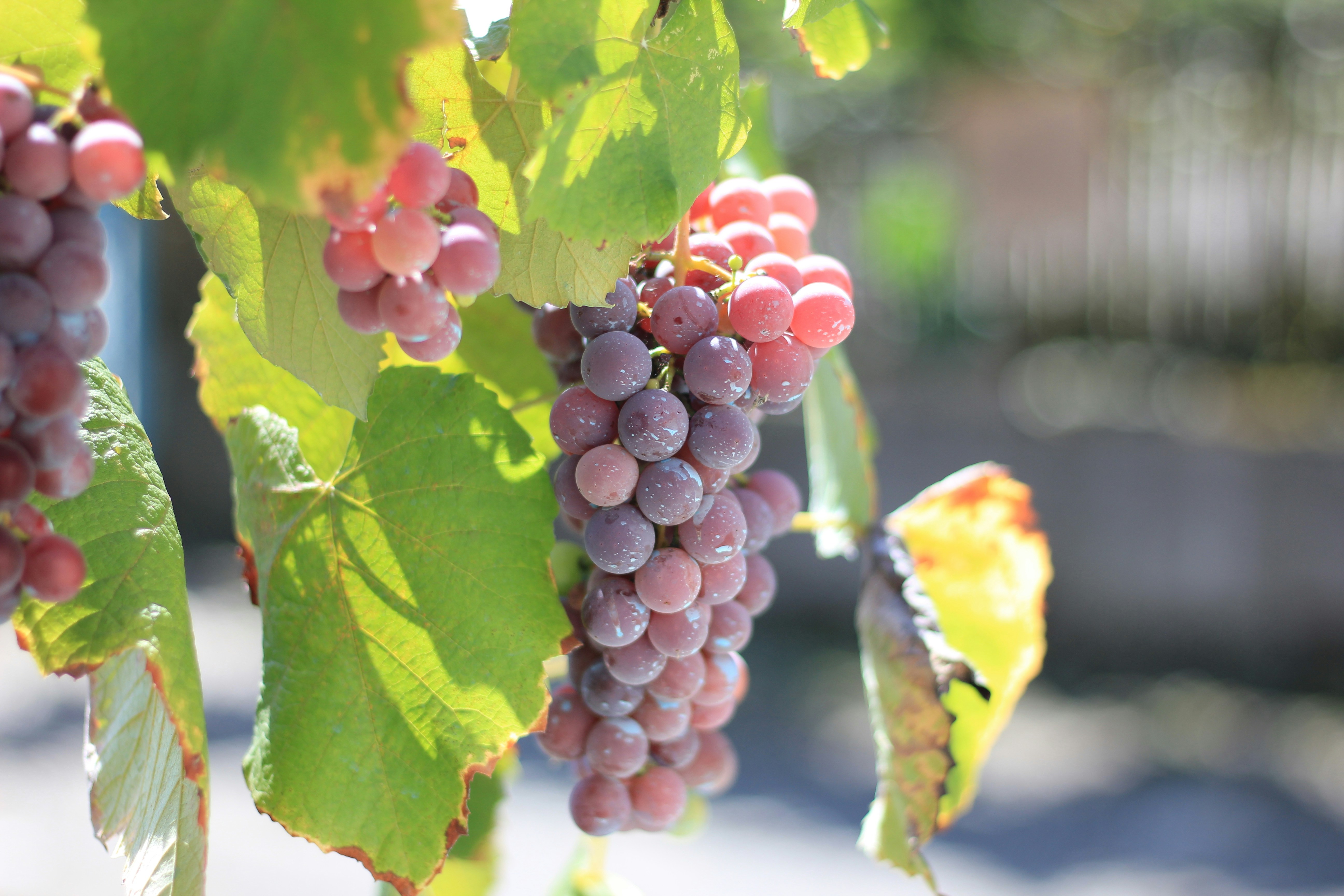 Nabeglavi Photos | Télécharger des images gratuites sur Unsplash