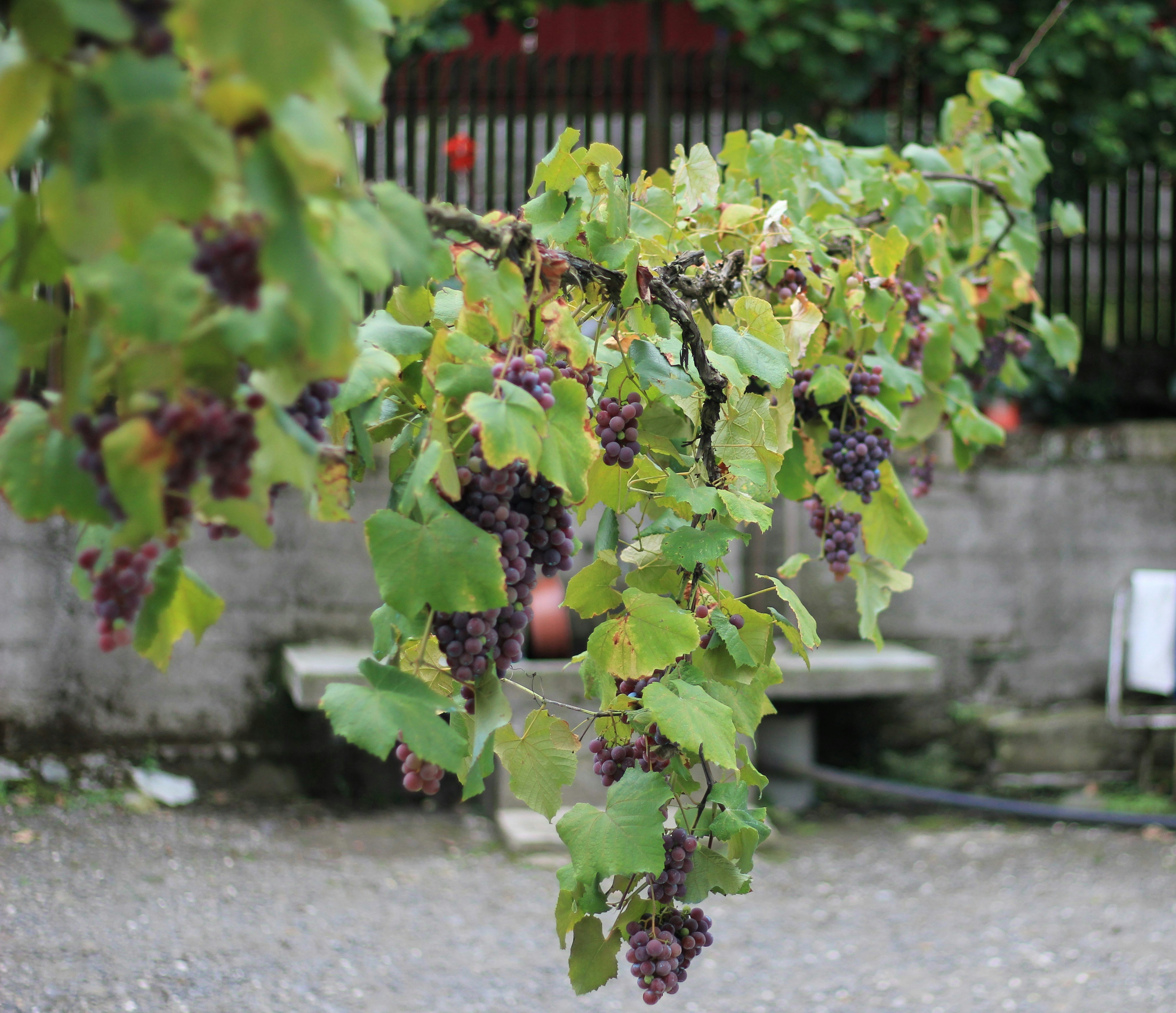 Lush grapevine laden with ripe clusters of grapes, set against a rustic backdrop of stone walls. The scene captures the essence of vineyard abundance.