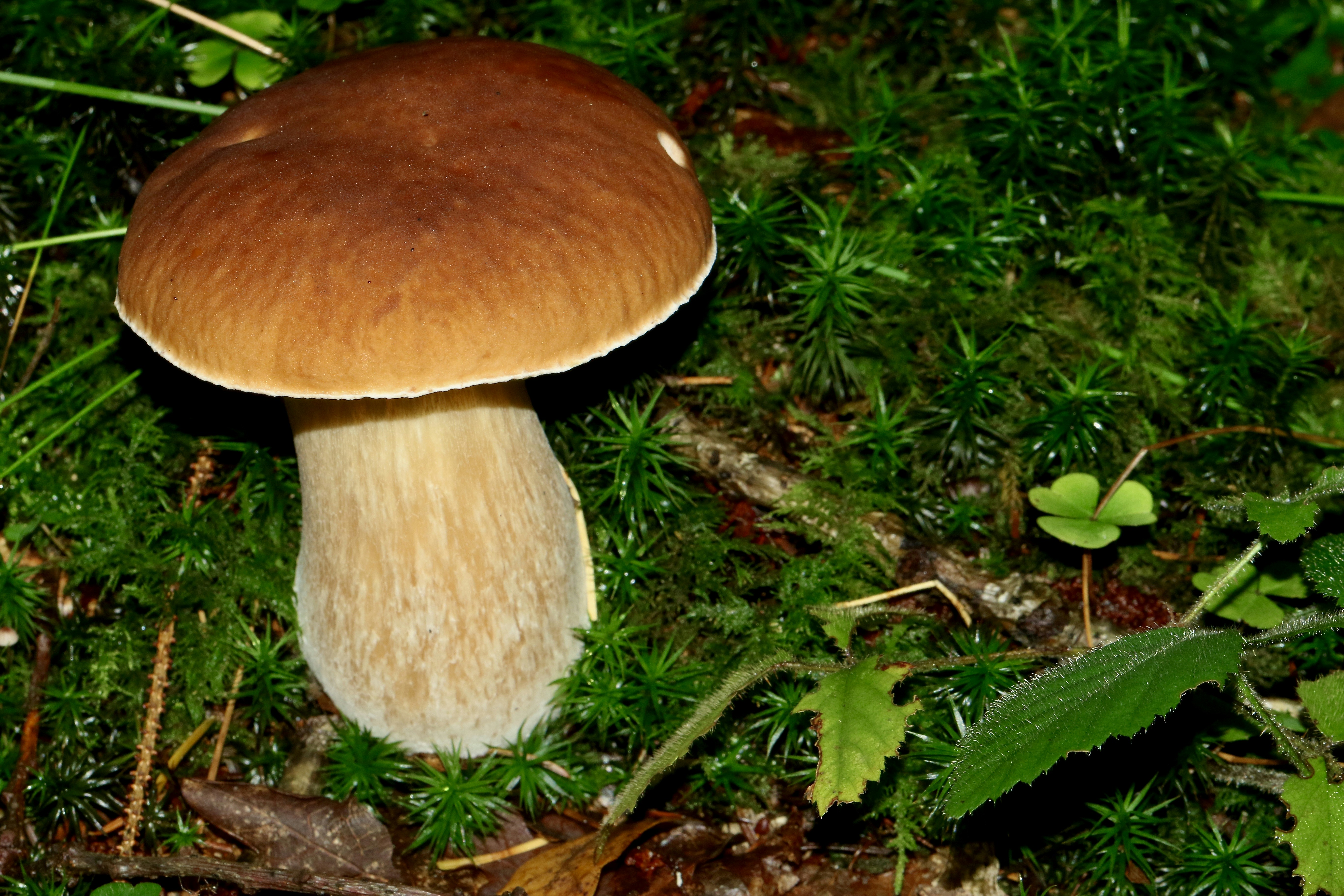 A porcini mushroom rises amidst lush green moss and foliage, showcasing its distinct brown cap and creamy stem.