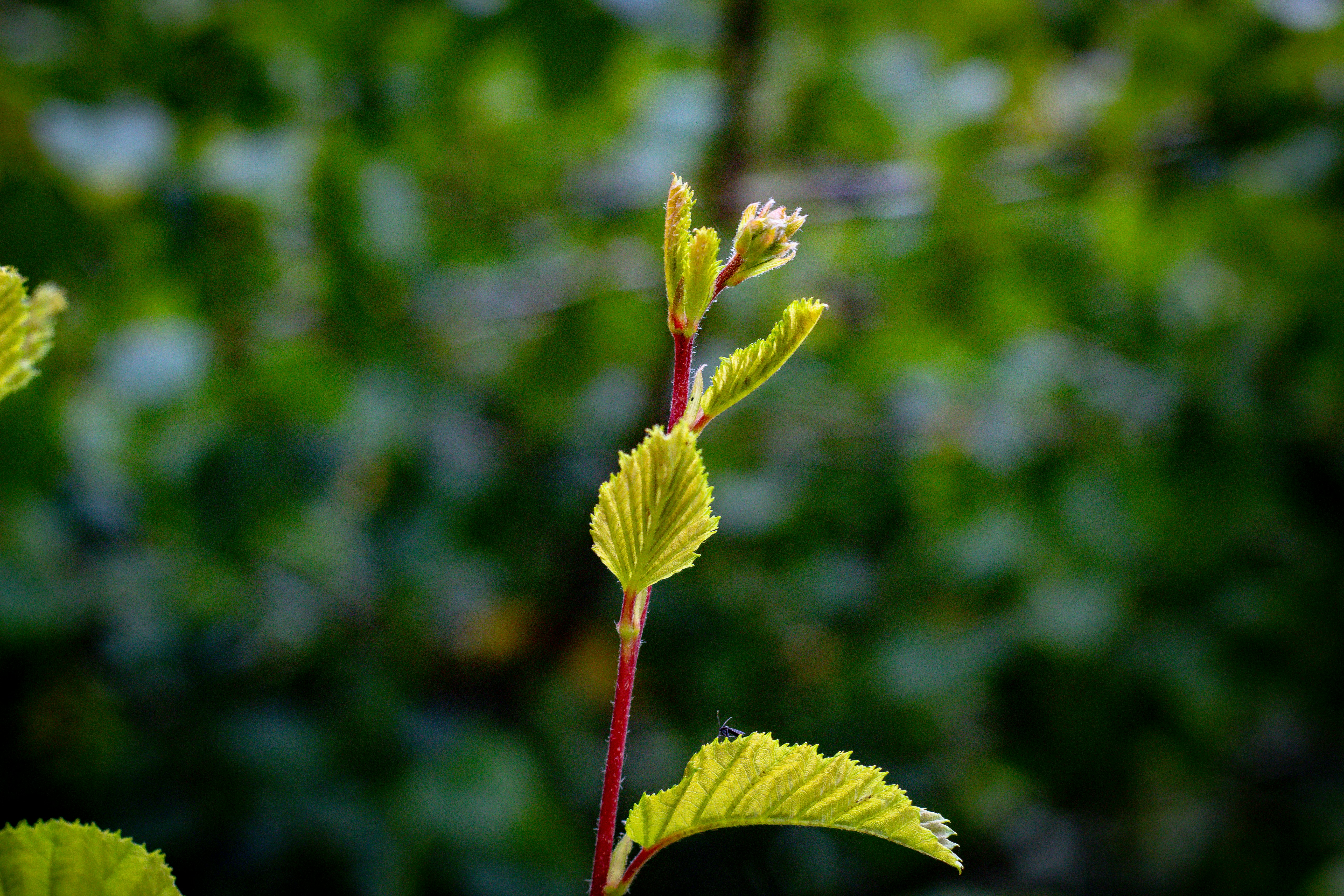 Small bug perched on the edge of a vibrant green leaf with a blurred natural background.