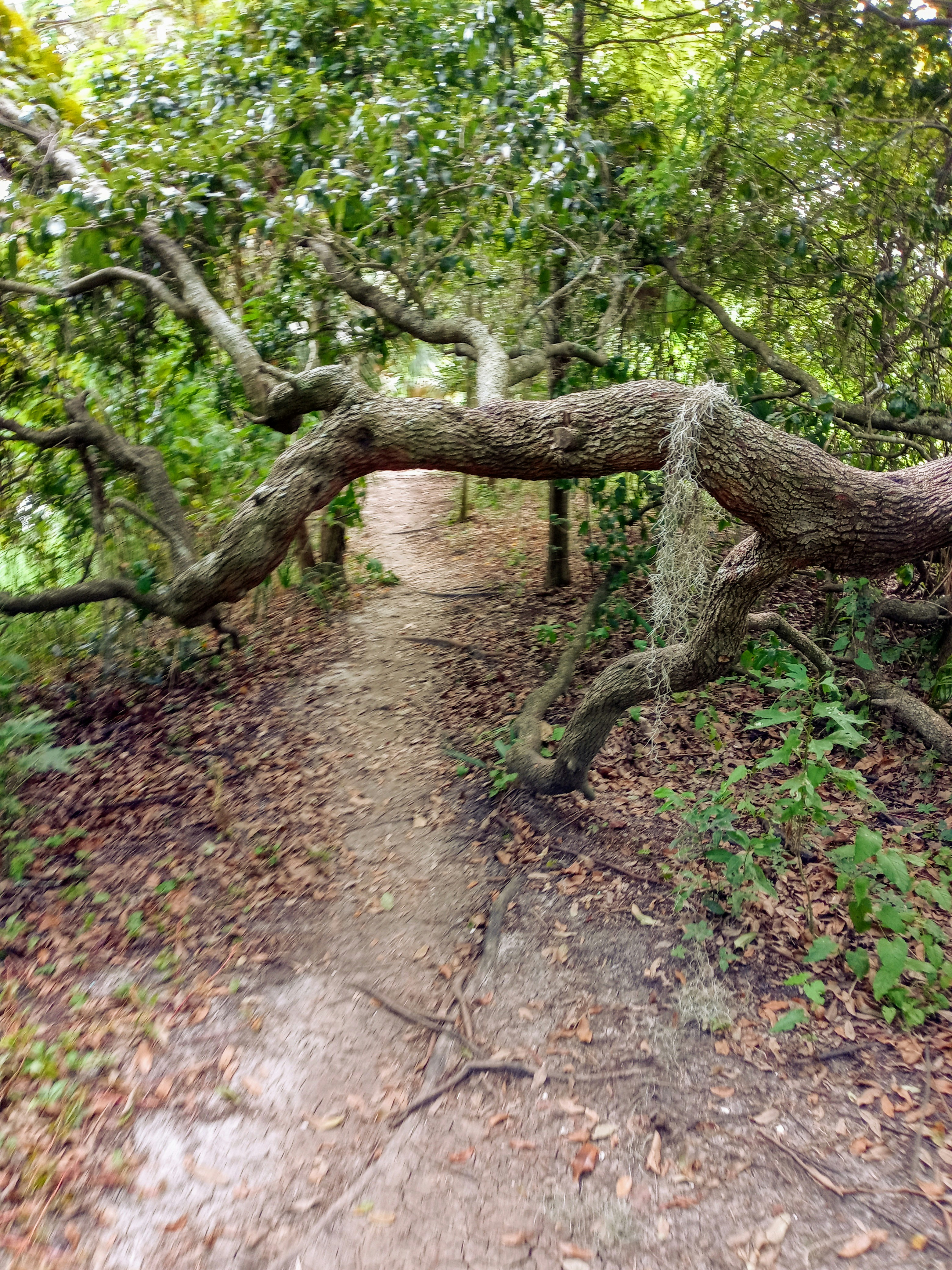 Low-Canopy Trail Bent by Living Branches