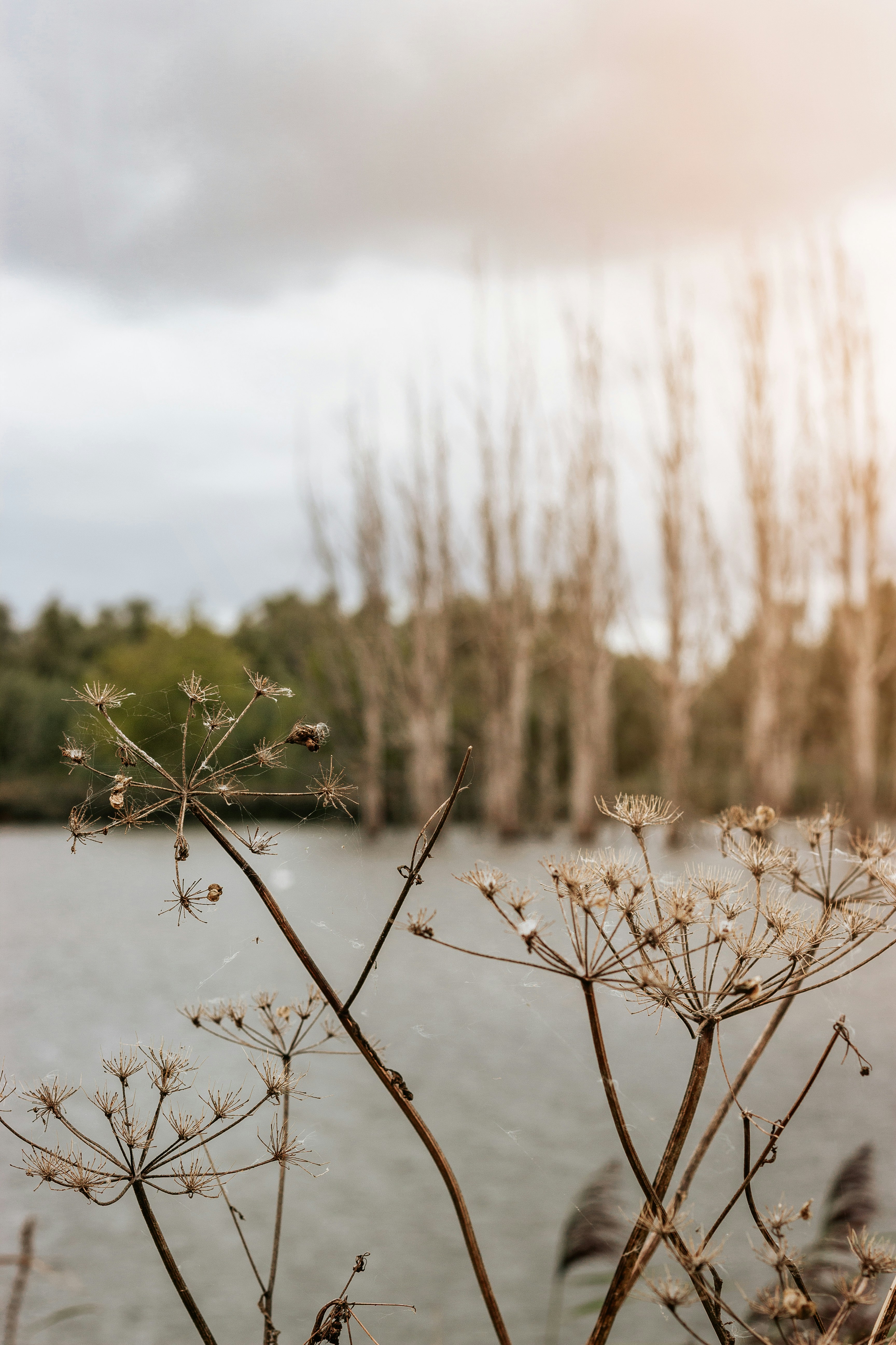 Dryseed Spires by a Quiet Lakeside at Dusk