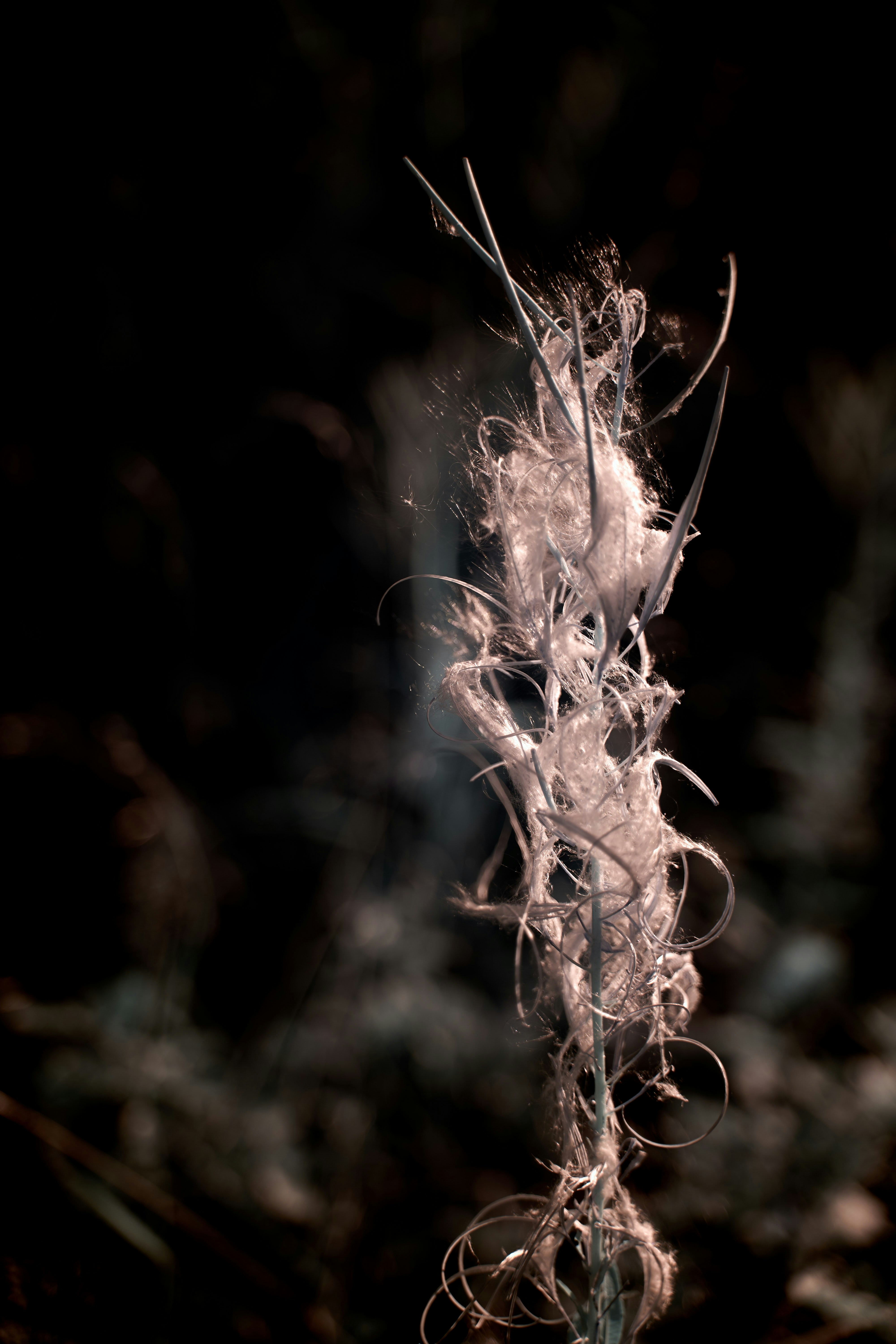 Coiled Silk: A solitary plume of feather-light fibers in a dark field