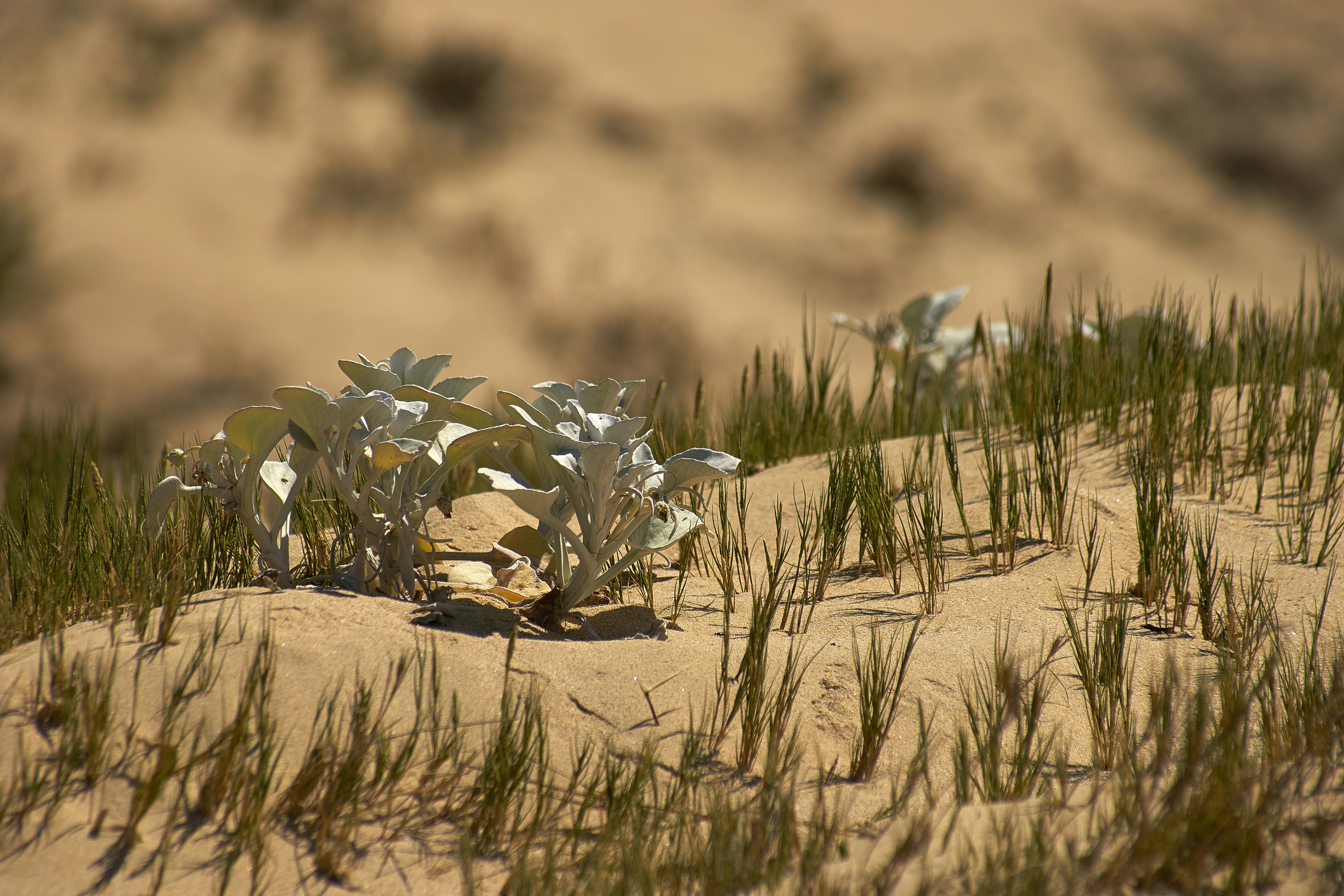 Desert Sprout Amid Sinewy Grass