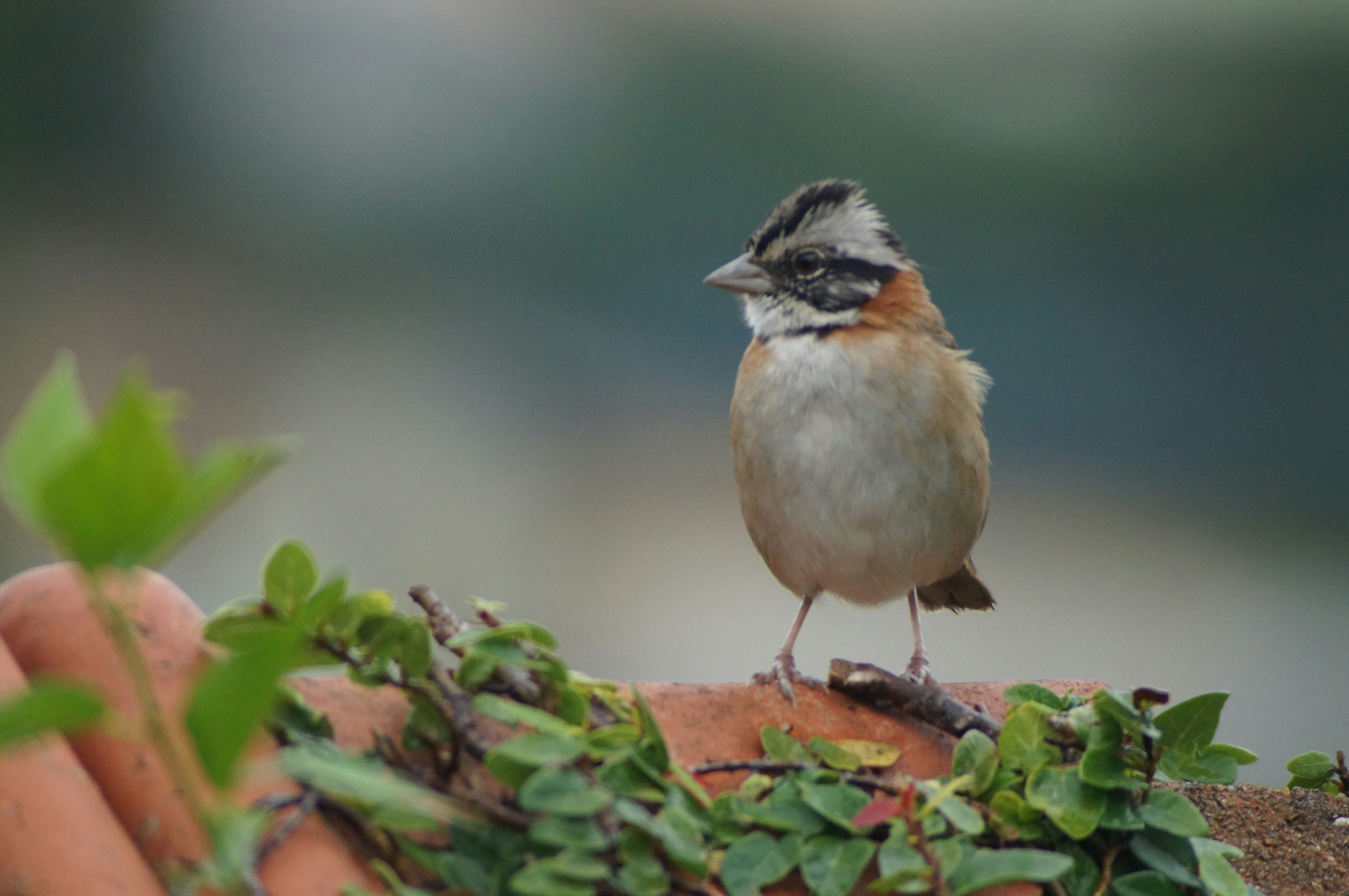 A small bird with distinctive markings stands on a terracotta roof surrounded by vibrant green ivy. Its attentive posture suggests a moment of quiet observation.