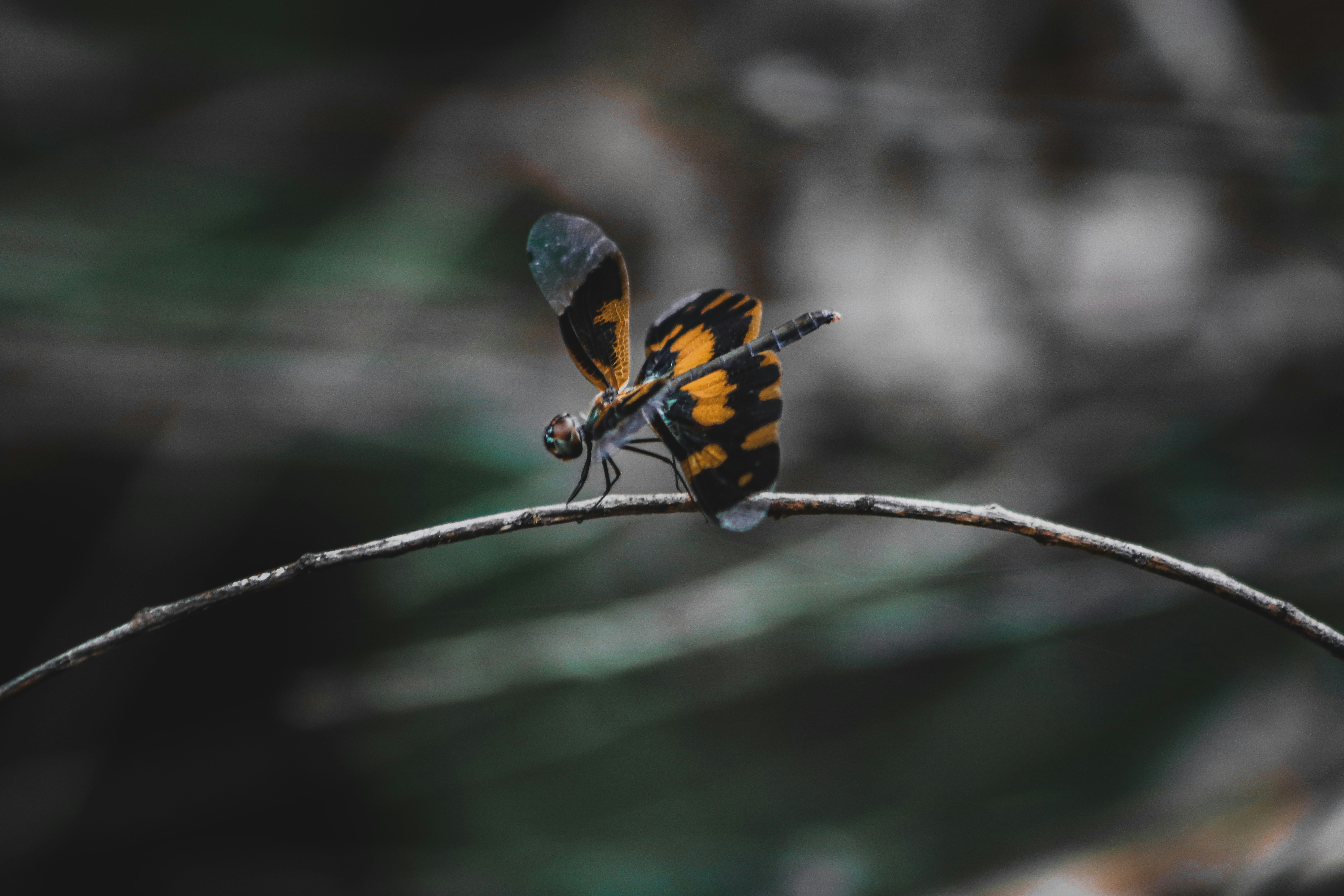 Dragonfly on a Curved Twig: Velvet Bokeh Moment