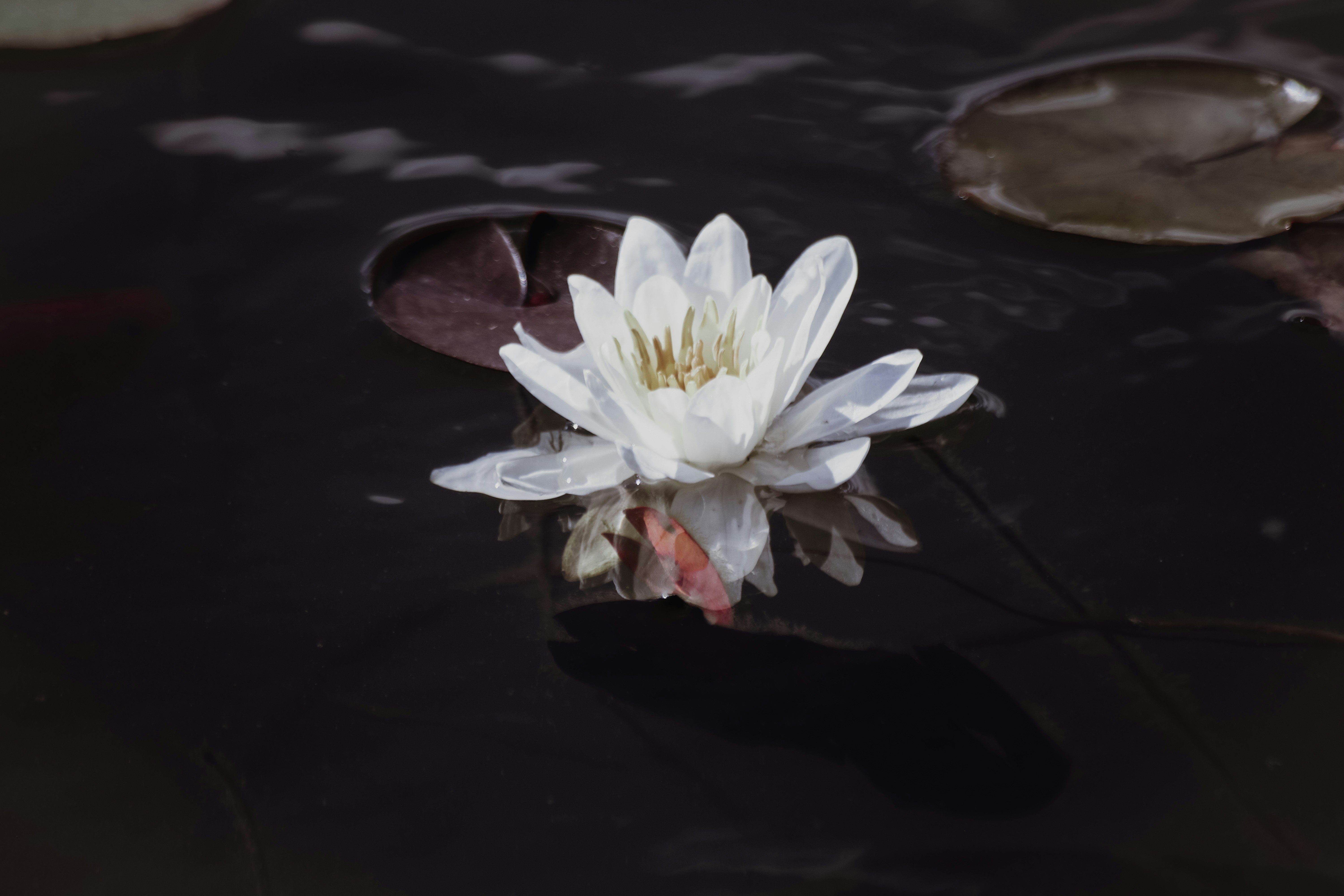 Midnight Reflection: A White Water Lily in Quiet Pond