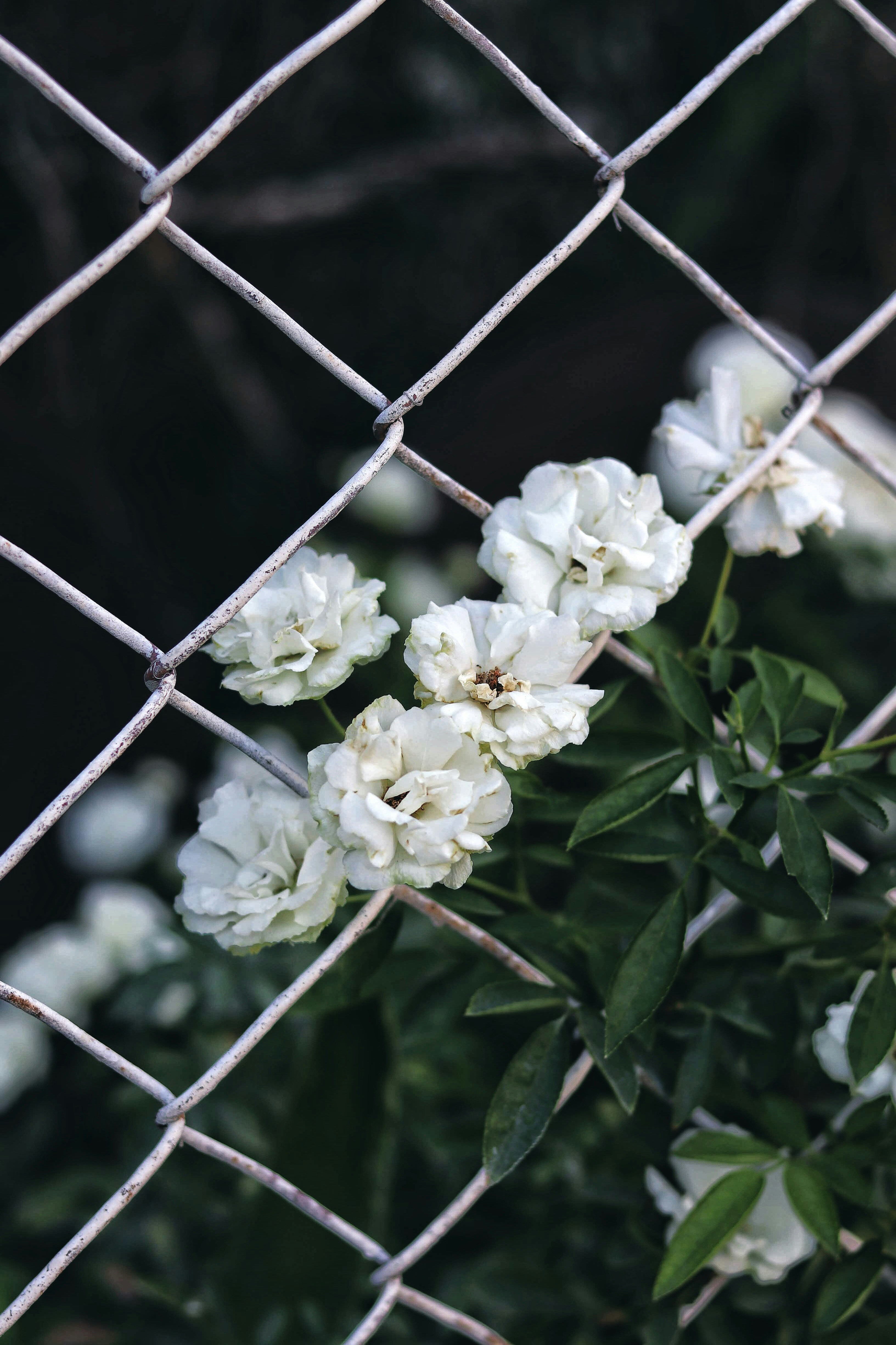 White Roses Weaving Through a Rusted Chain-Link