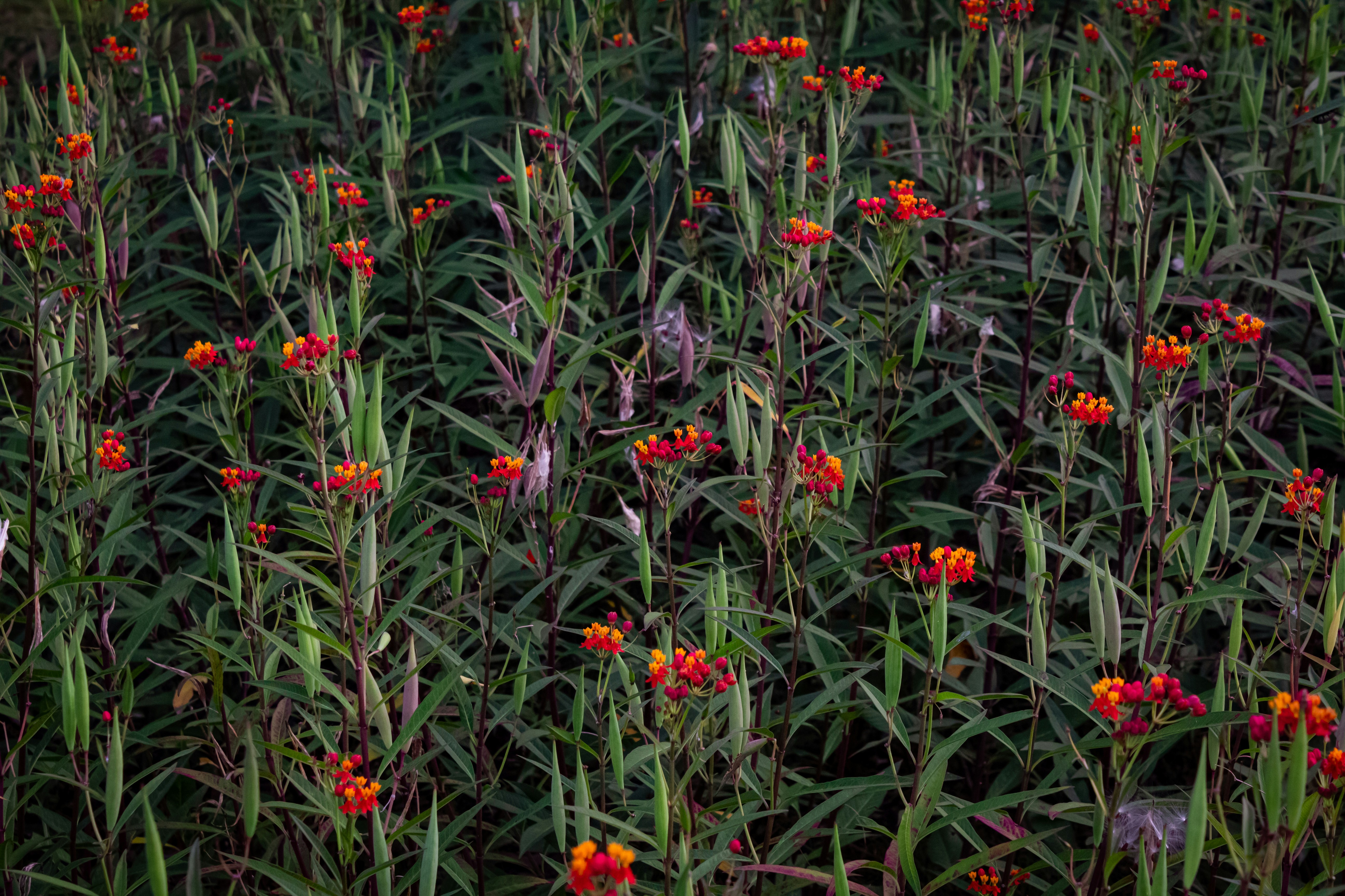 Scarlet Crowns: Red-orange blossoms punctuate a sea of green