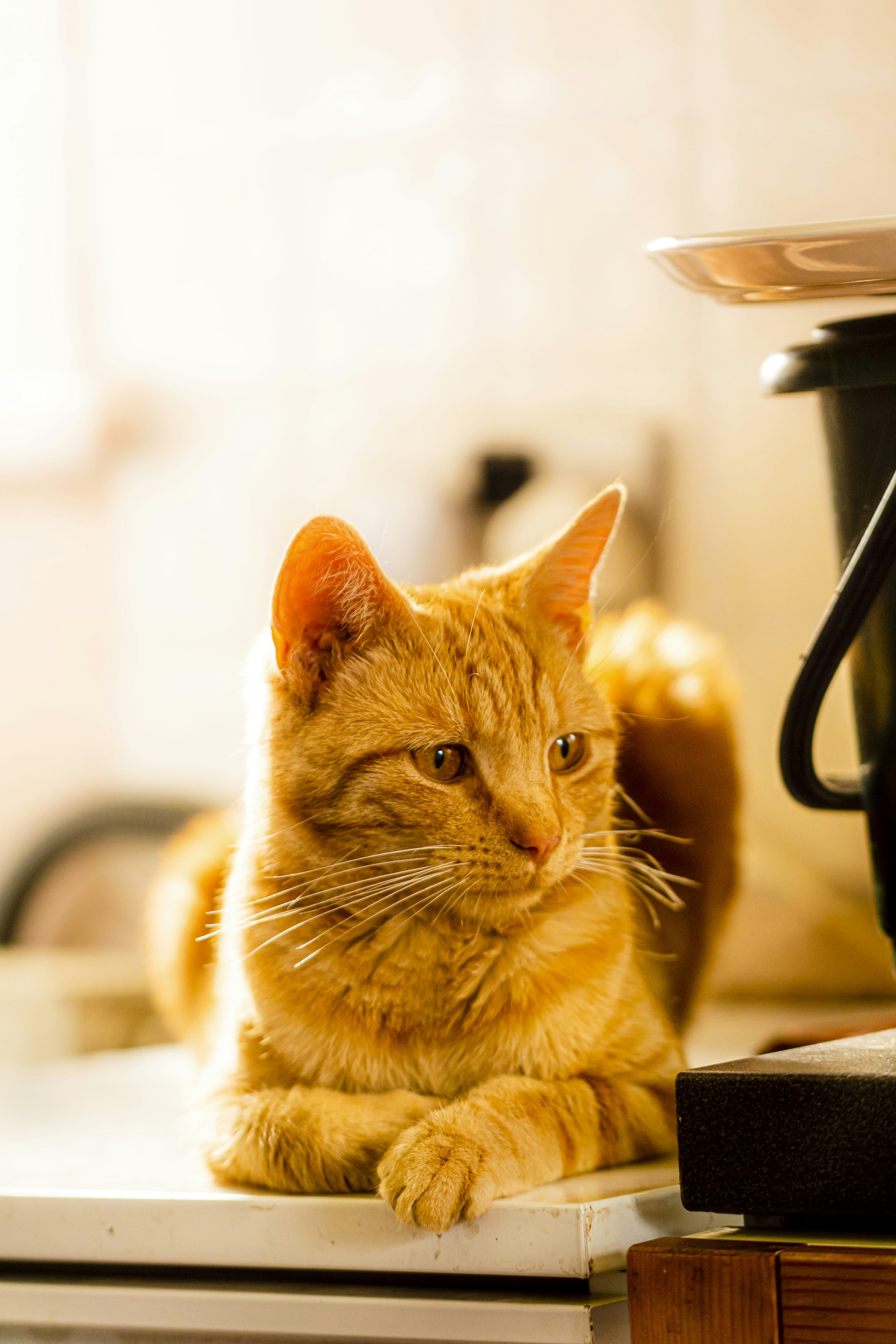 Sunlit Ginger on Marble: Quiet Curiosity in a Kitchen