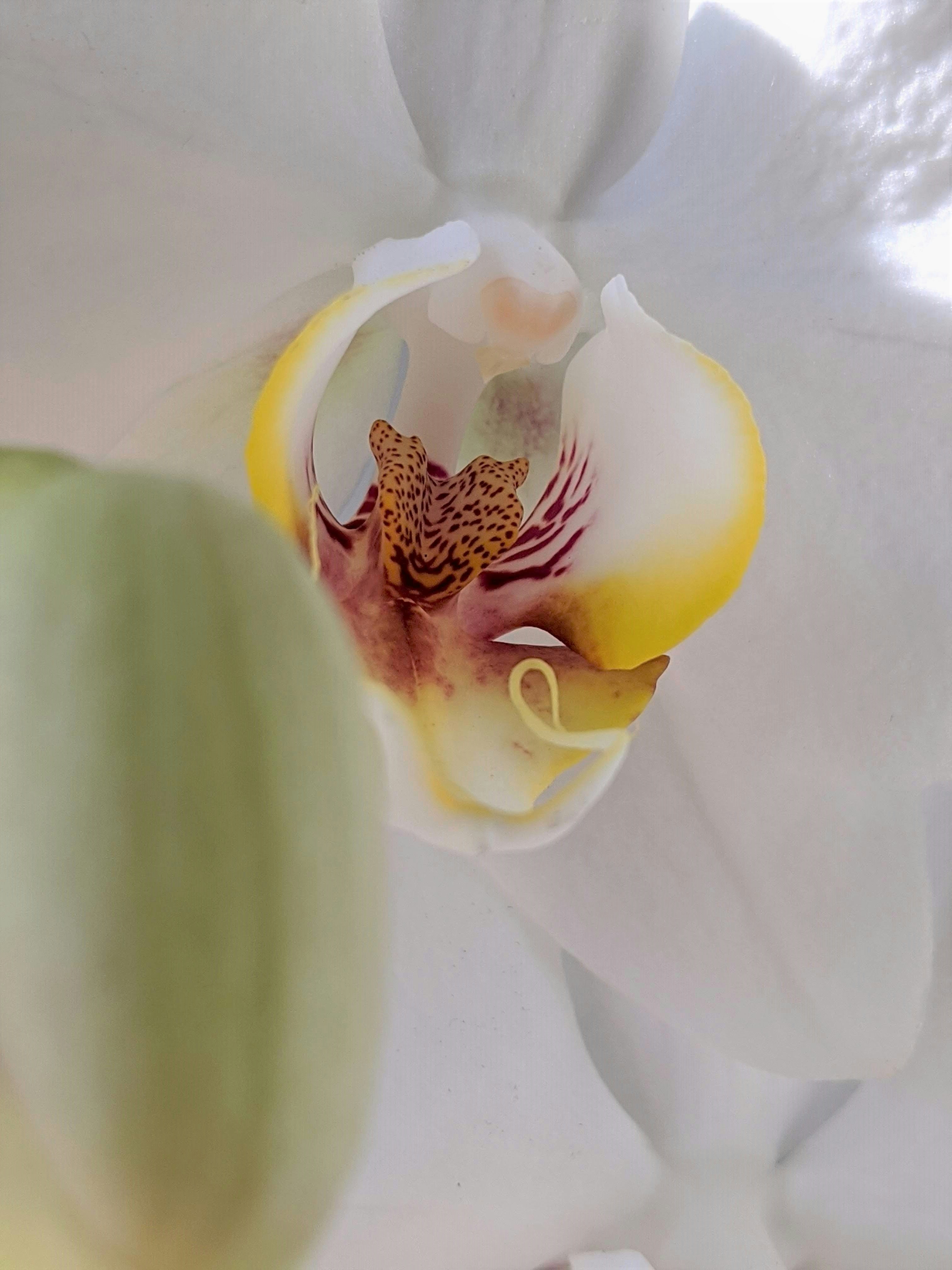 Sunlit Lip: Close-Up of a White Orchid's Hidden Pattern