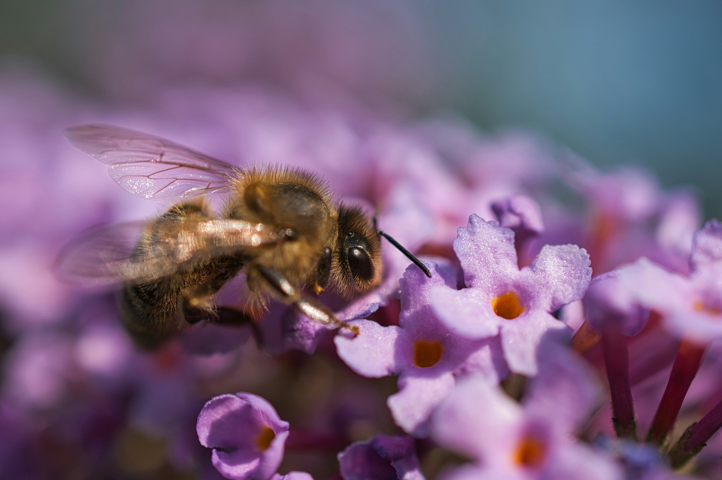 Honeybee collecting nectar from vibrant purple flowers, showcasing the beauty of nature's pollination process.