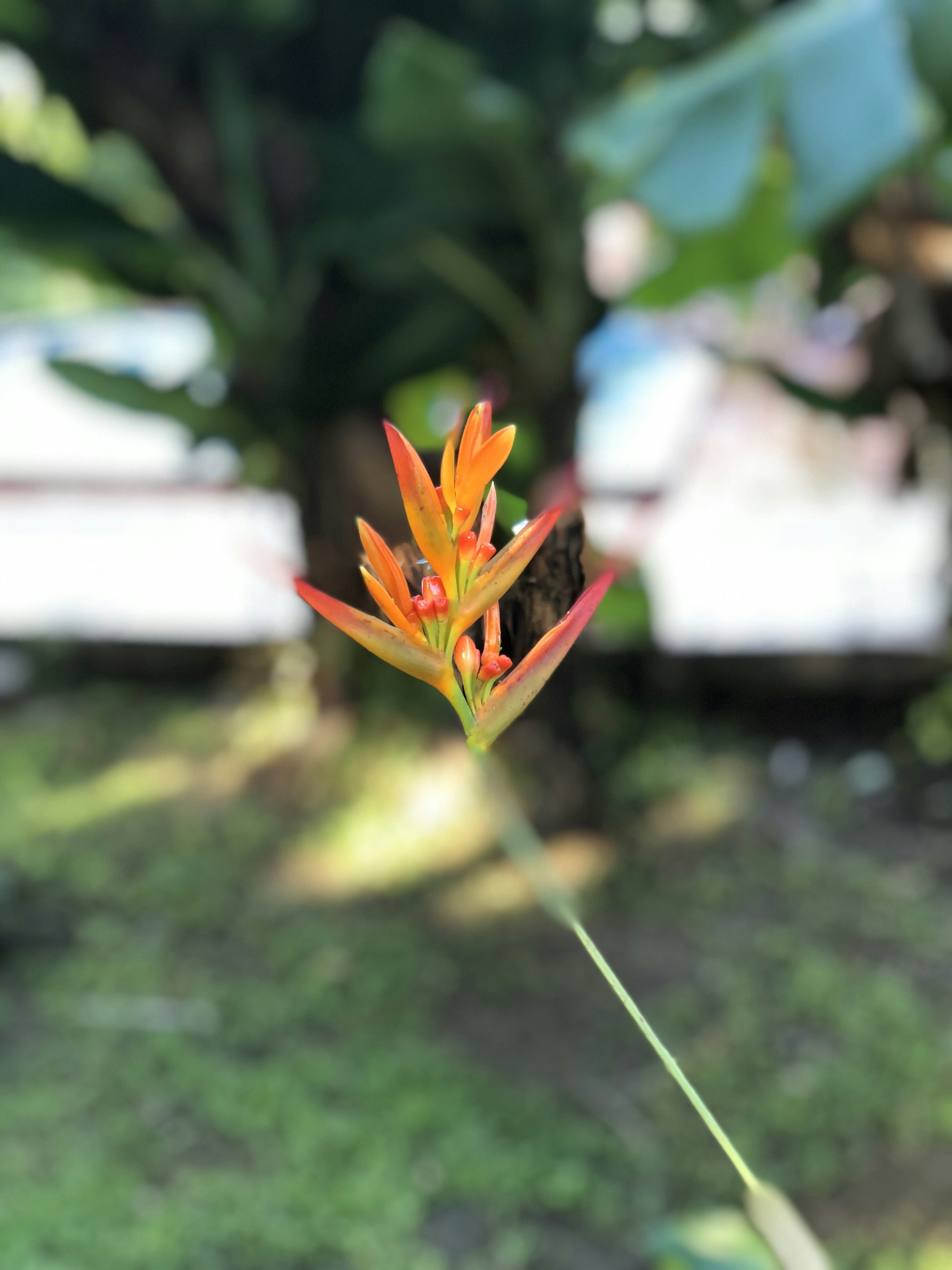 red and yellow flower in tilt shift lens