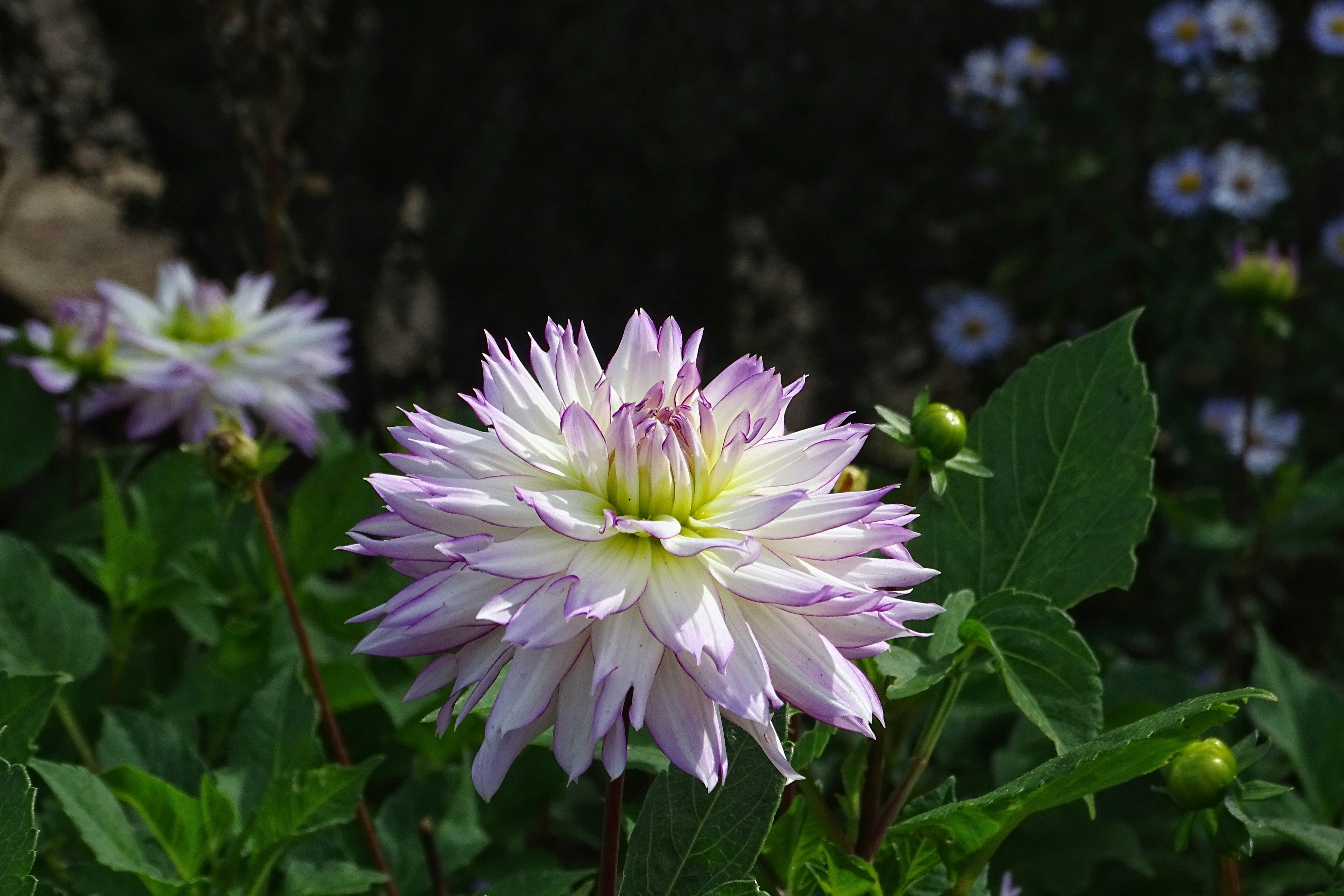 A vibrant dahlia in full bloom, showcasing delicate lavender and white petals against a lush green backdrop.